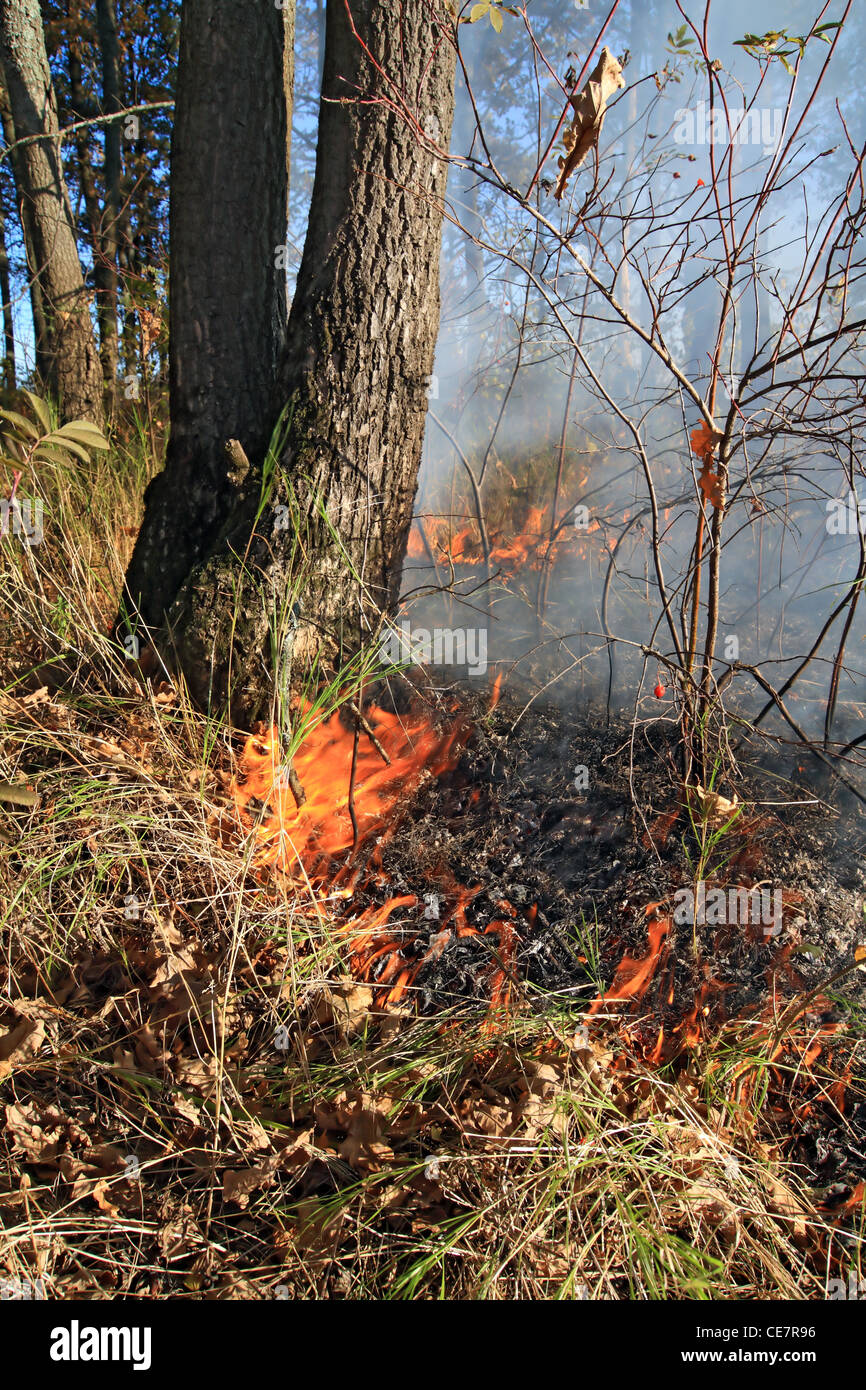 fire in wood Stock Photo - Alamy