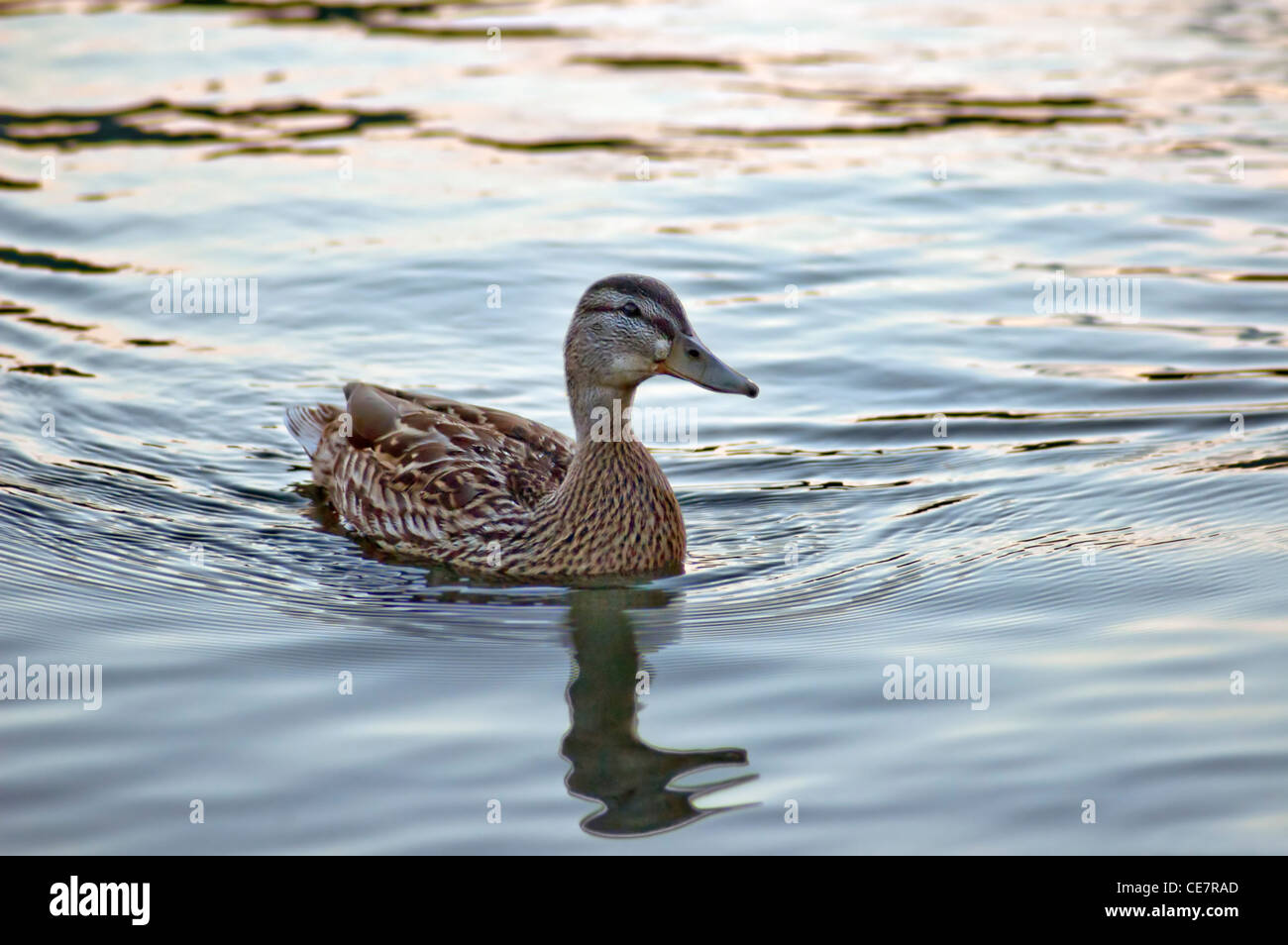 one mallard duck floating on water Stock Photo - Alamy