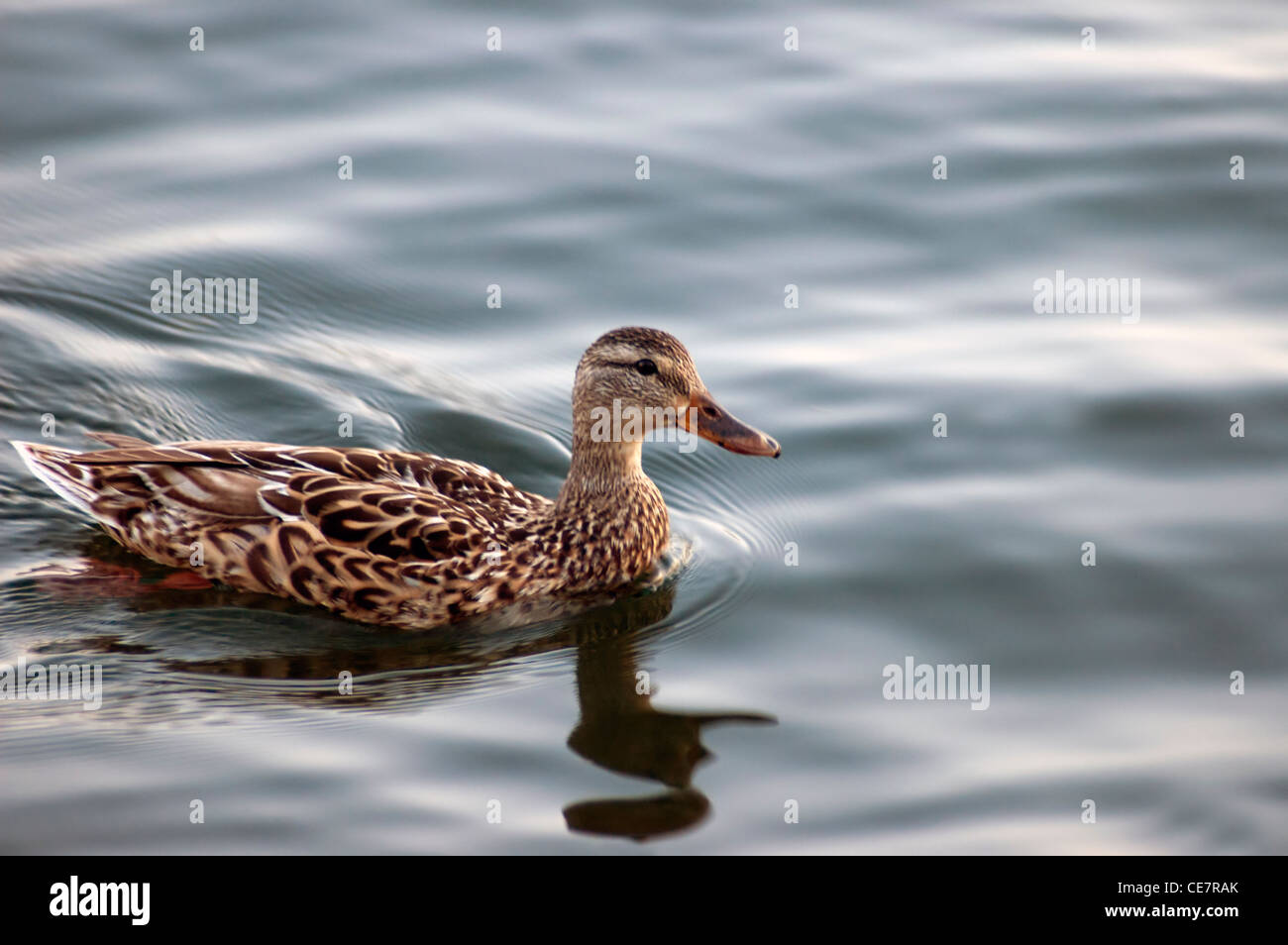 one mallard duck floating on water Stock Photo - Alamy