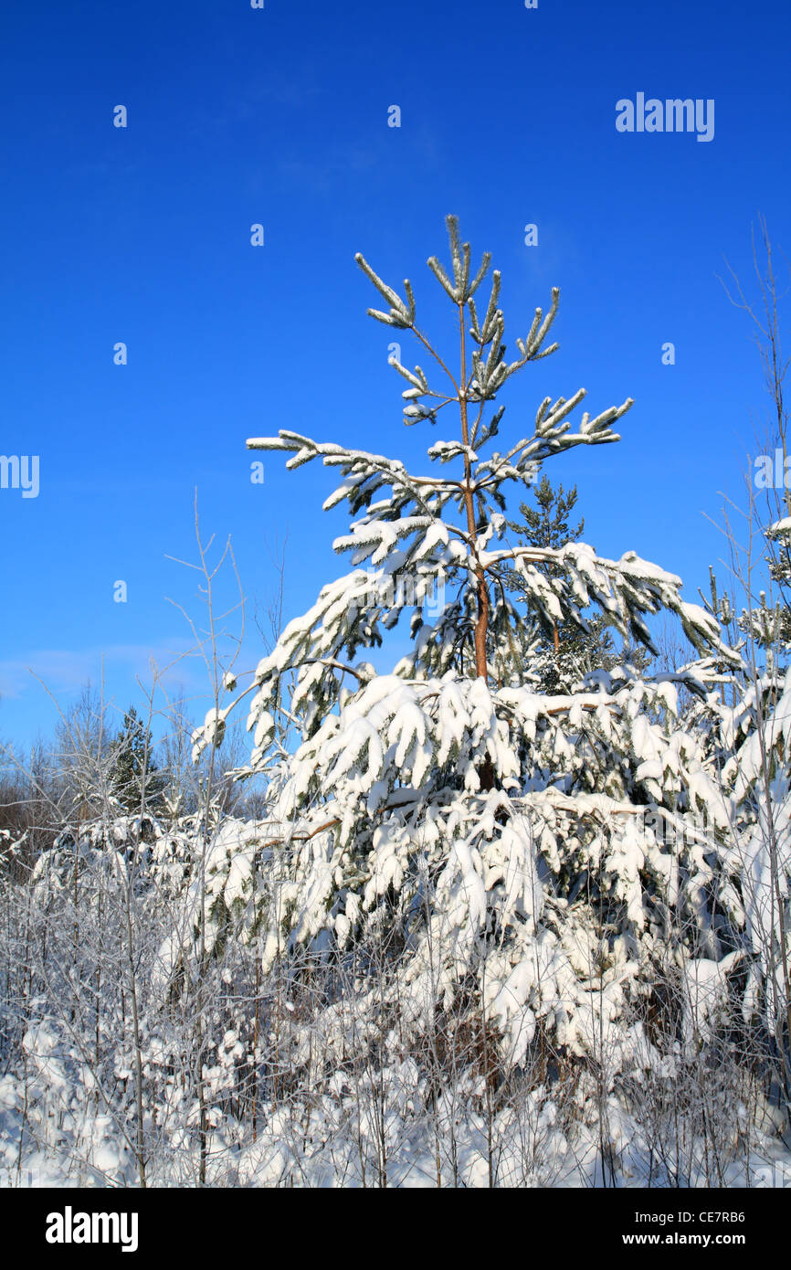 pine in snow Stock Photo - Alamy
