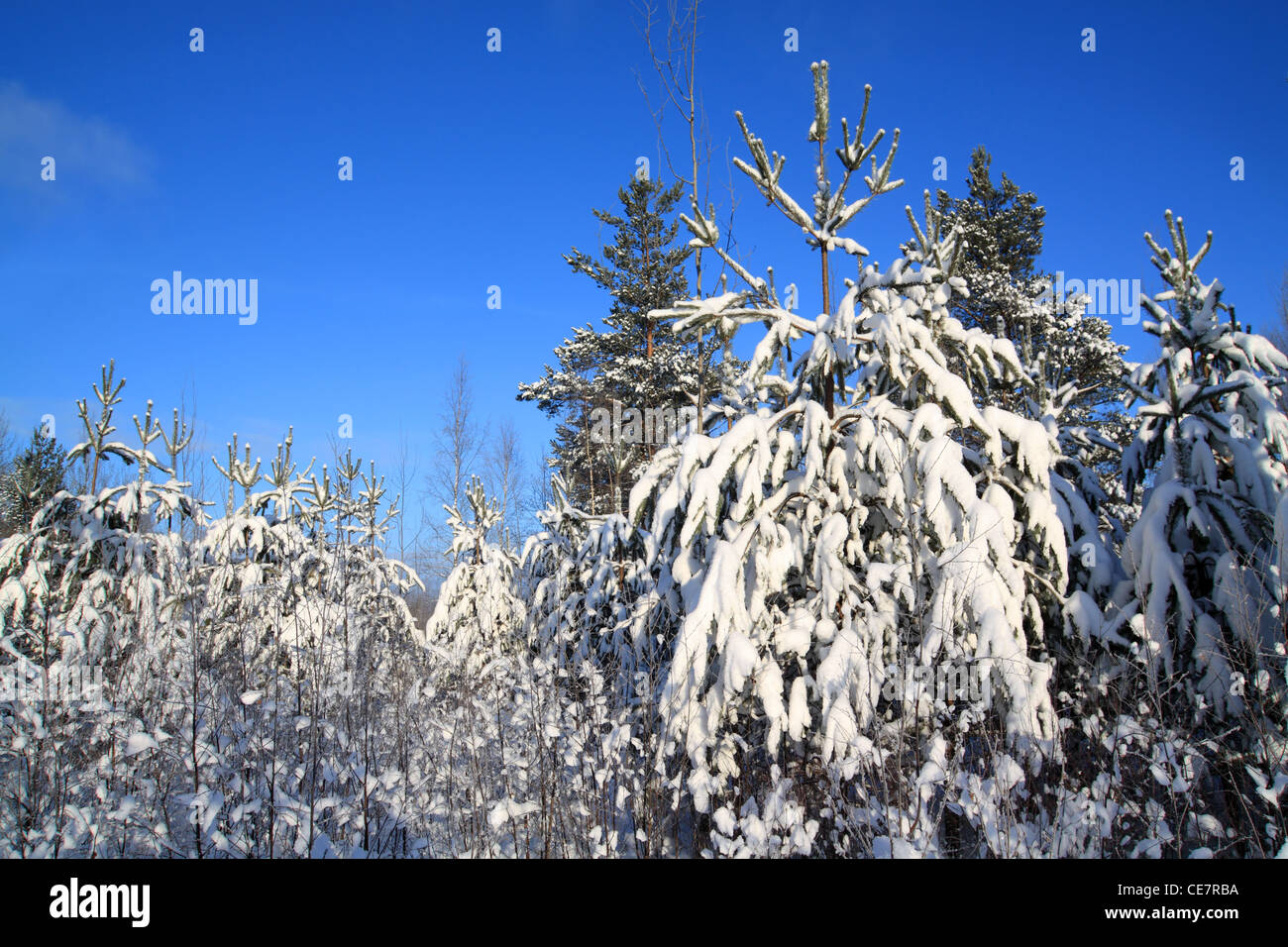 Pines in snow on hi-res stock photography and images - Alamy