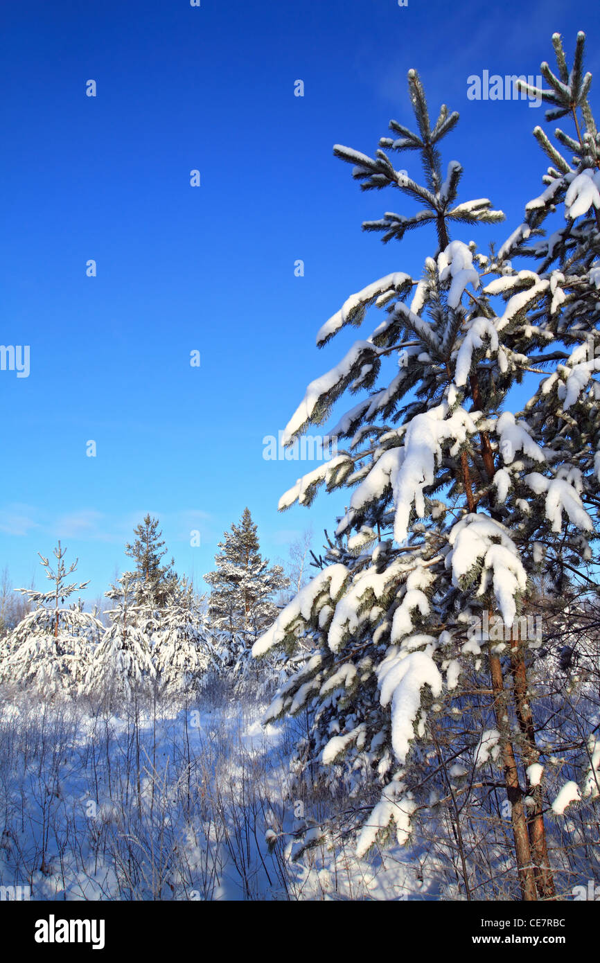 pine in snow Stock Photo - Alamy