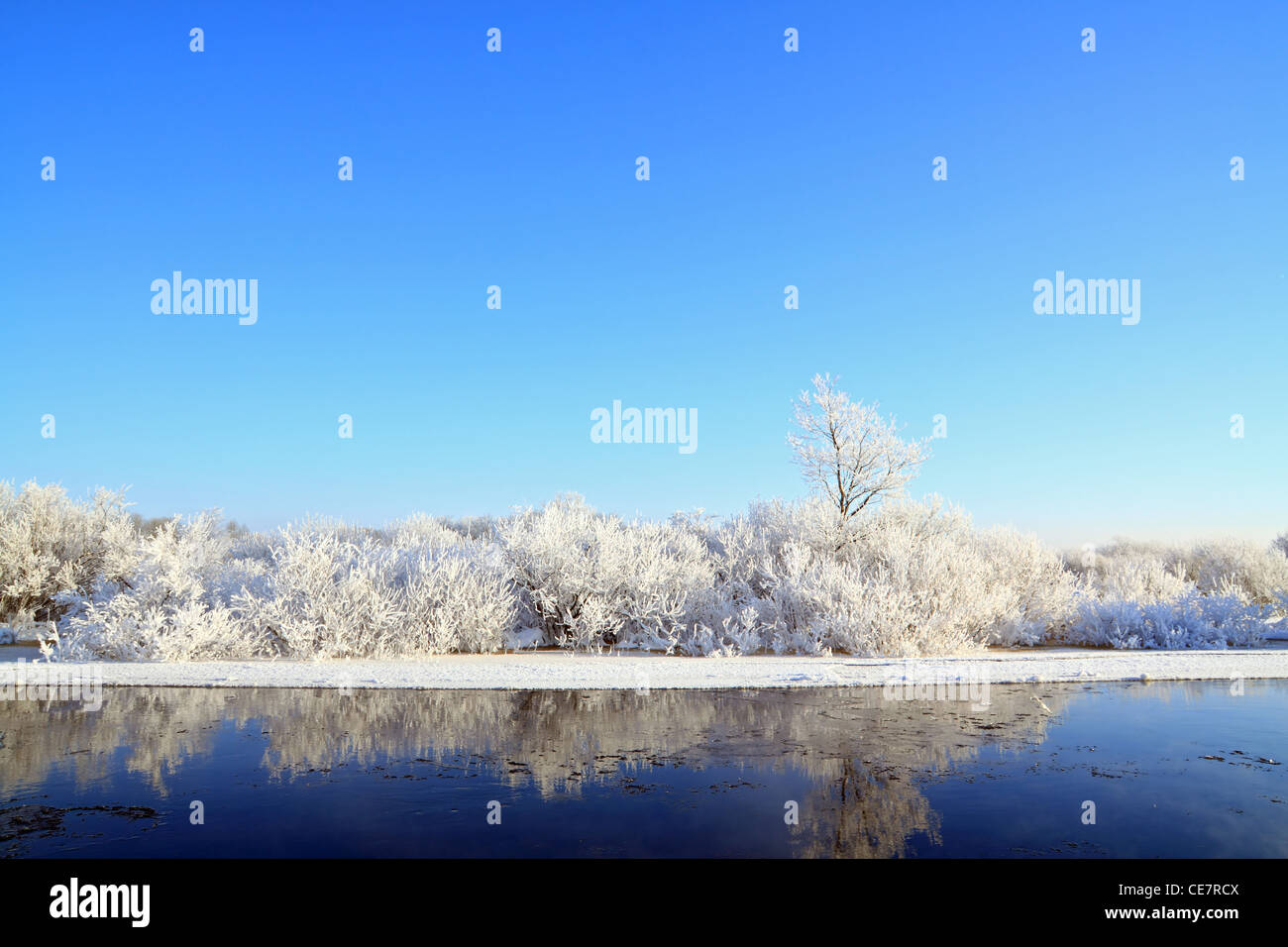 snow bushes on coast river Stock Photo - Alamy