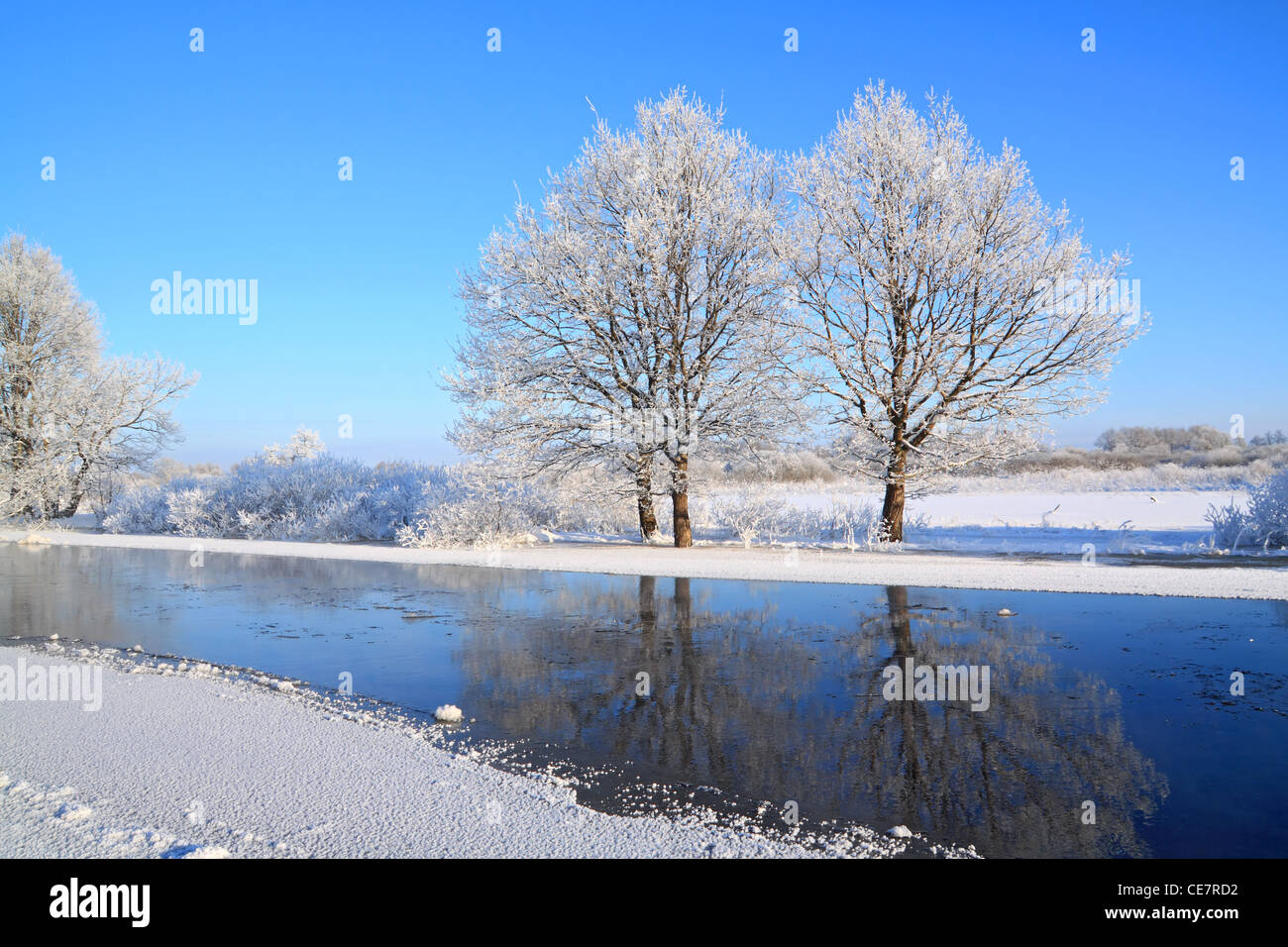 two oaks on coast river Stock Photo - Alamy