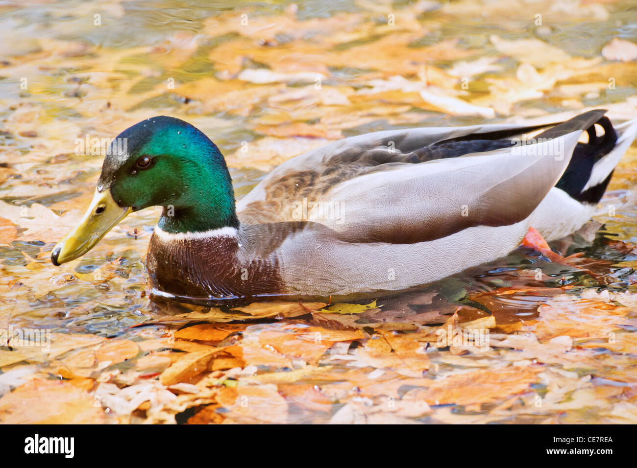 duck in pond Stock Photo - Alamy
