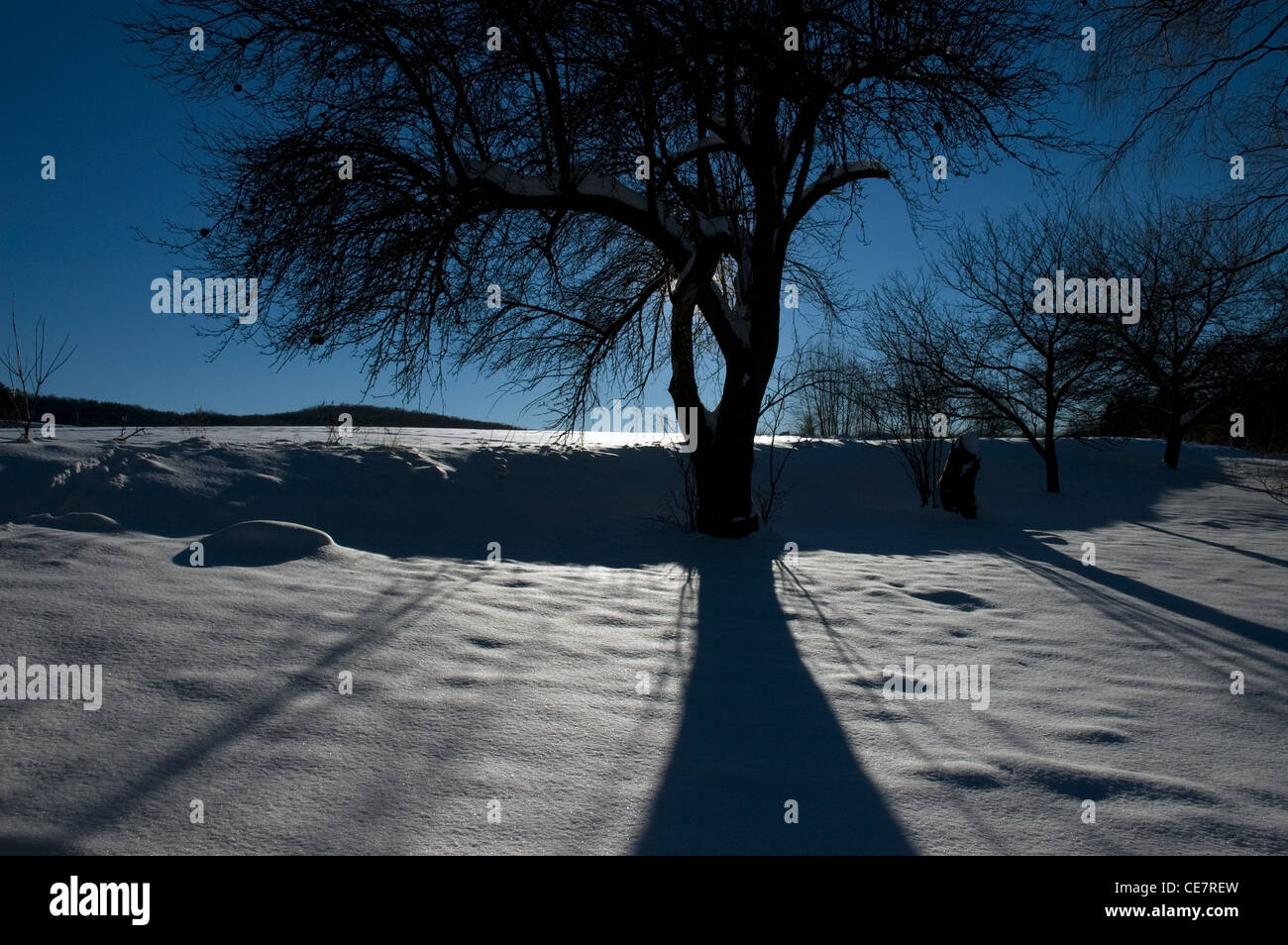 sun setting behind a tree casting shadows on snow Stock Photo - Alamy