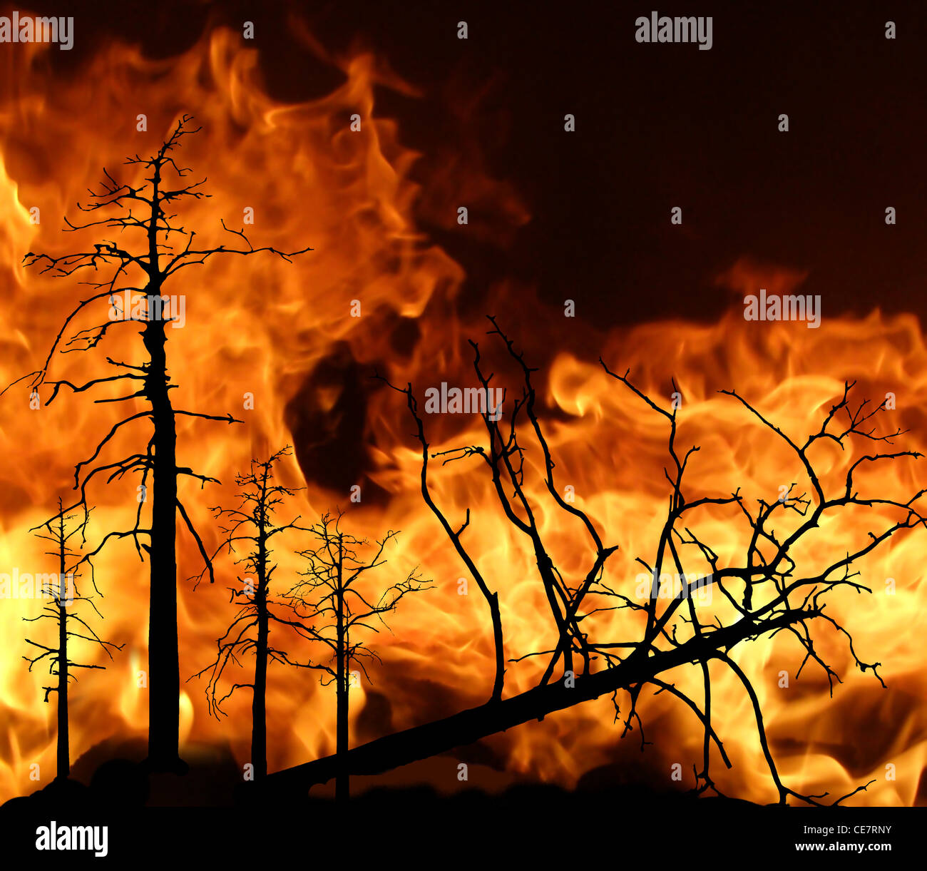 fire in wood Stock Photo - Alamy