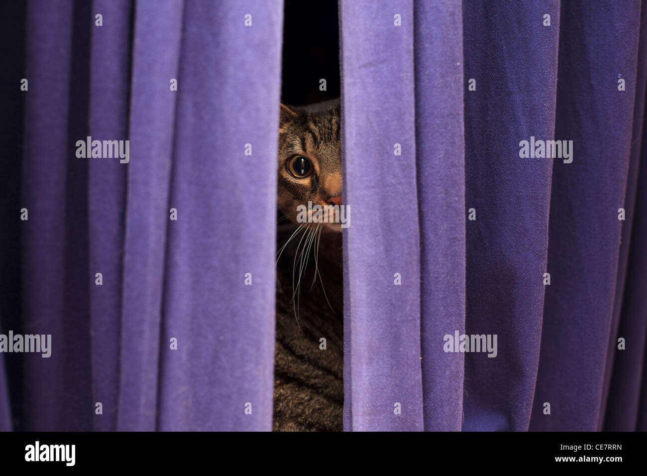 Nervous Cat Hides Behind Curtain - series Stock Photo - Alamy