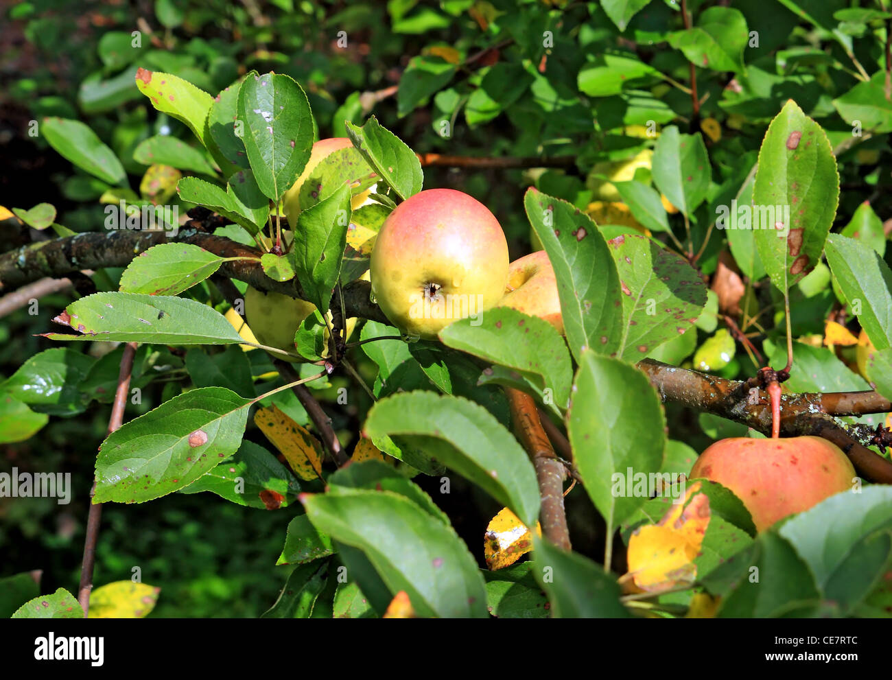 apple on branch in autumn garden Stock Photo - Alamy