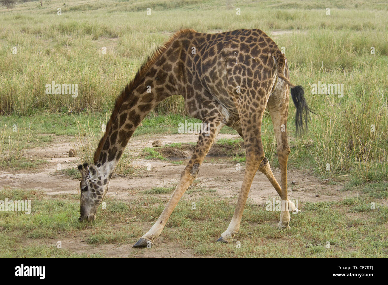 Splay legs hi-res stock photography and images - Alamy