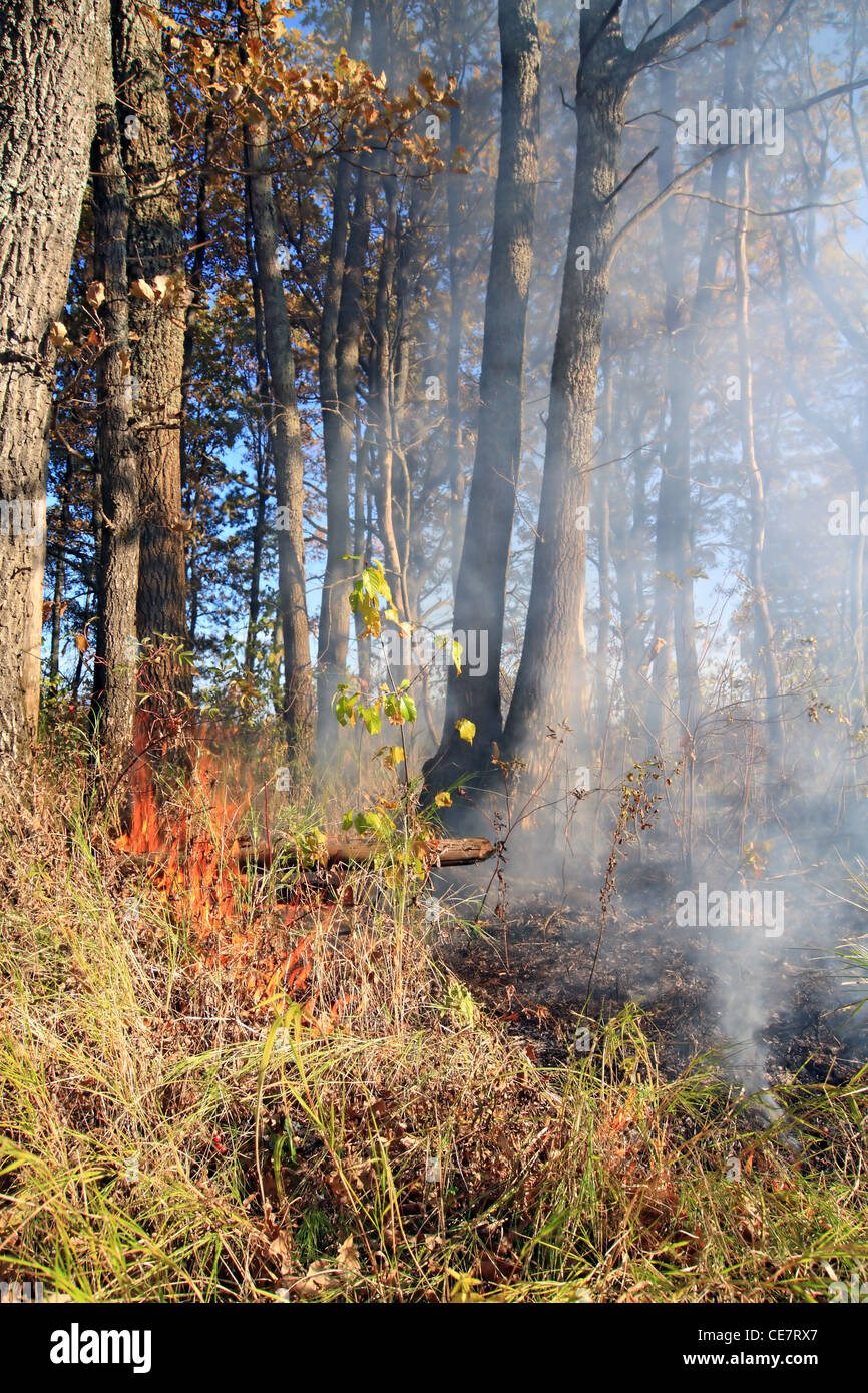 fire in wood Stock Photo - Alamy