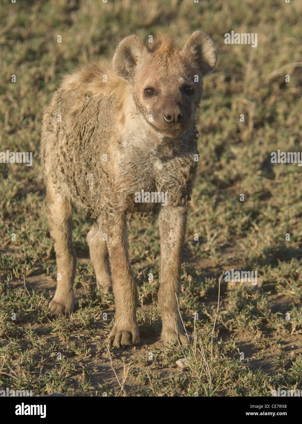 Muddy hyena hi-res stock photography and images - Alamy