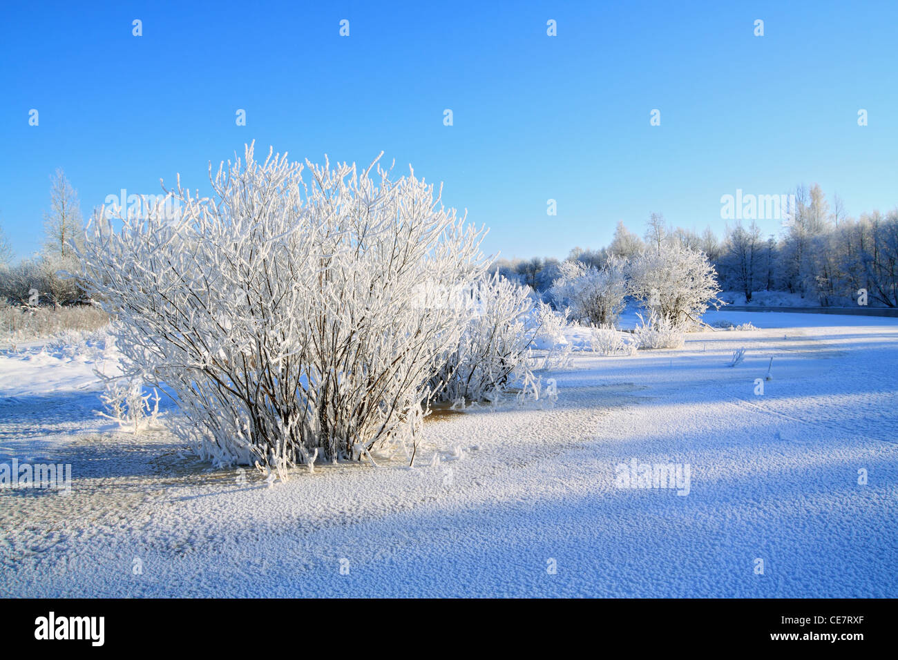snow bushes on coast river Stock Photo - Alamy