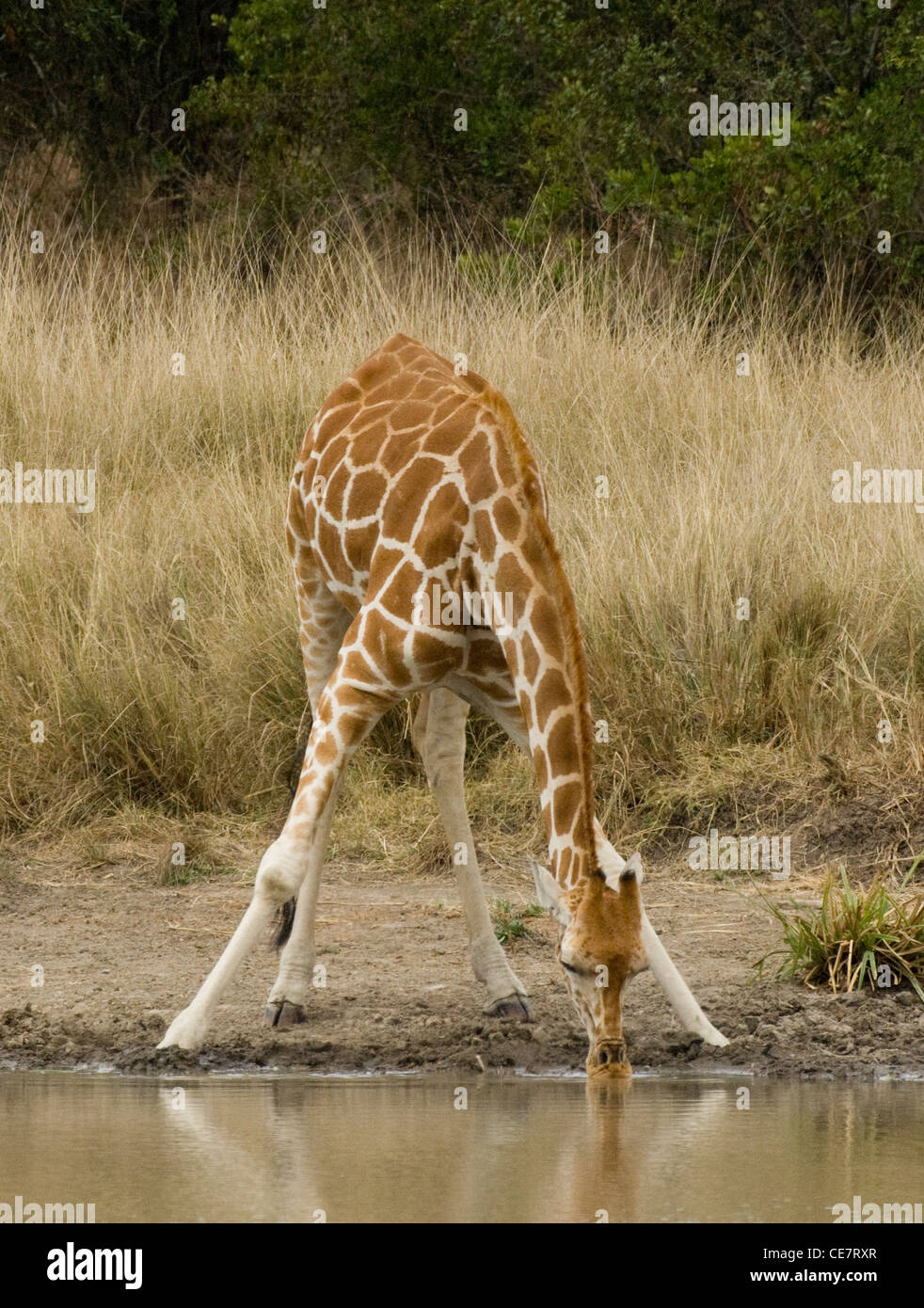 Splayed legs hi-res stock photography and images - Alamy