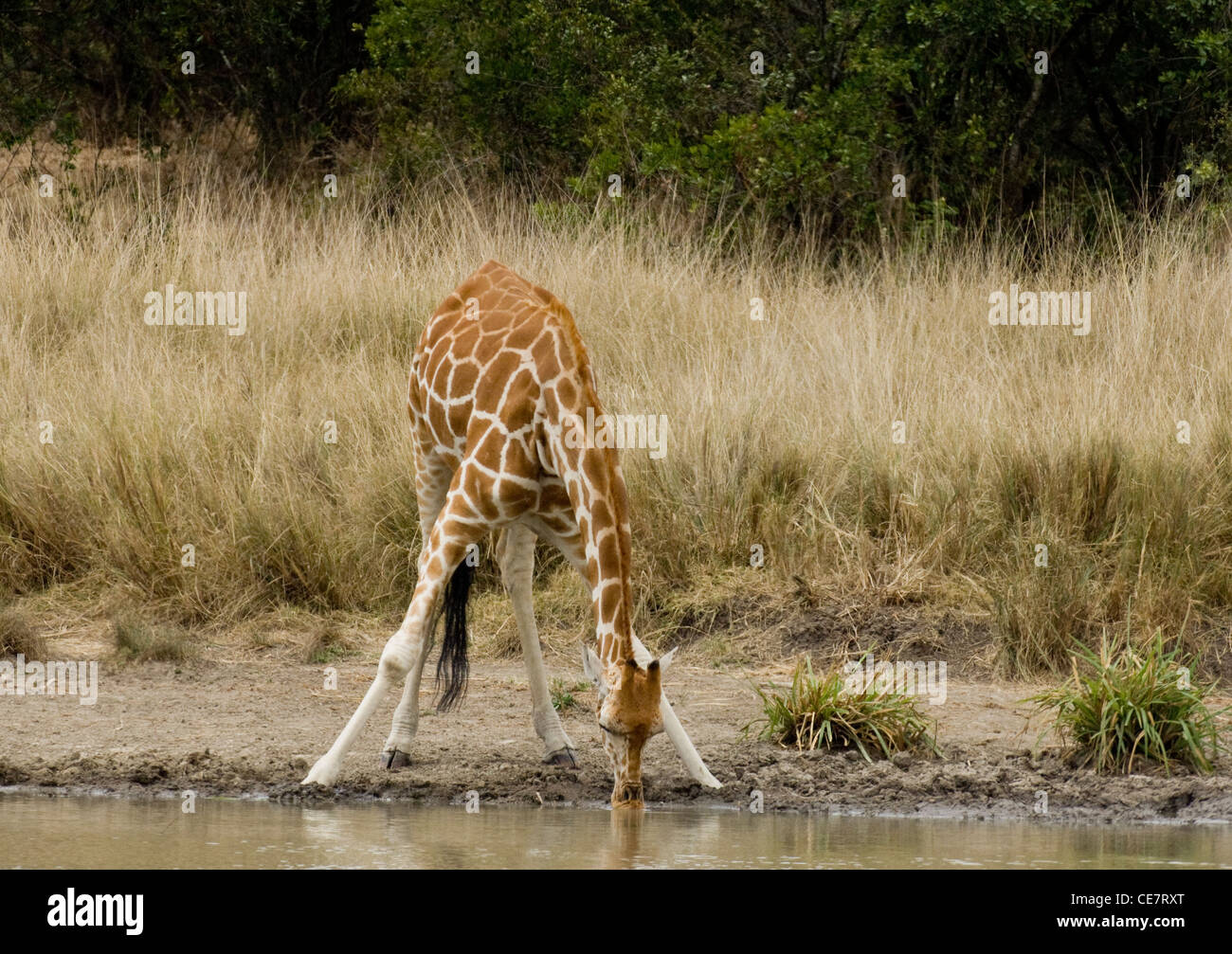 Africa Kenya Ol Pejeta Conservancy-Reticulated giraffe by waterhole ...