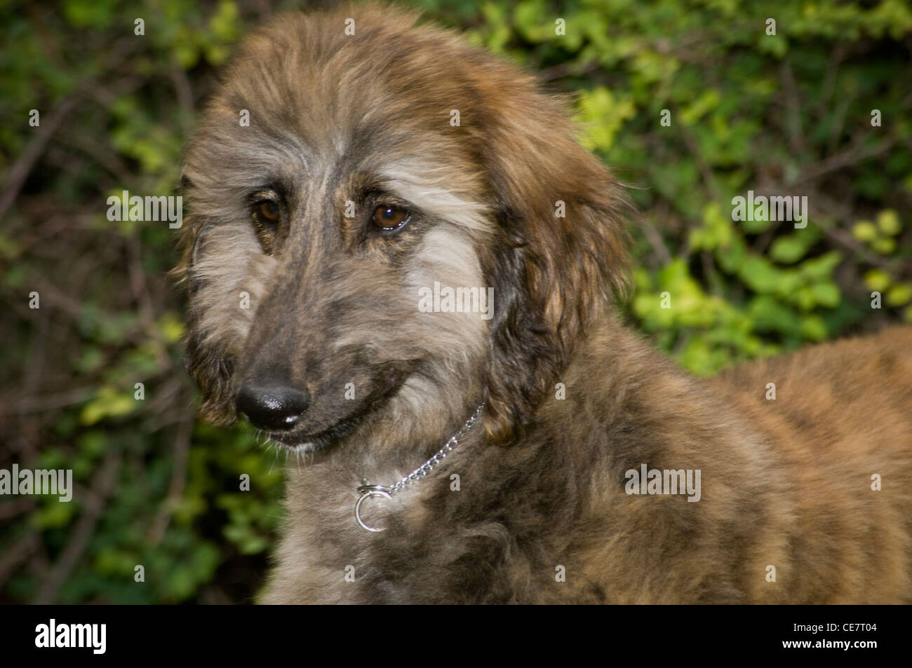 Afghan dog-head shot Stock Photo - Alamy
