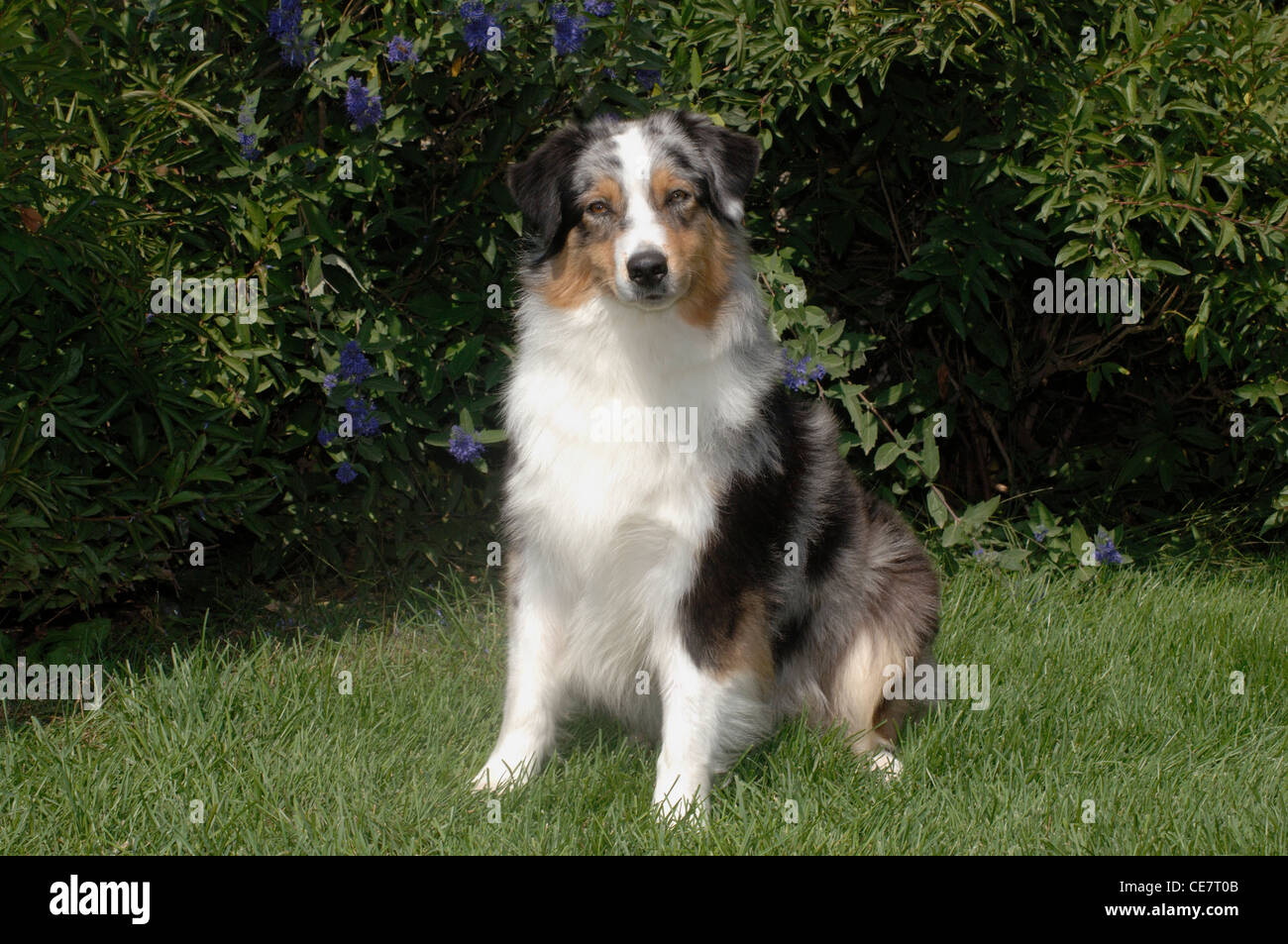 Australian shepherd sitting Stock Photo - Alamy