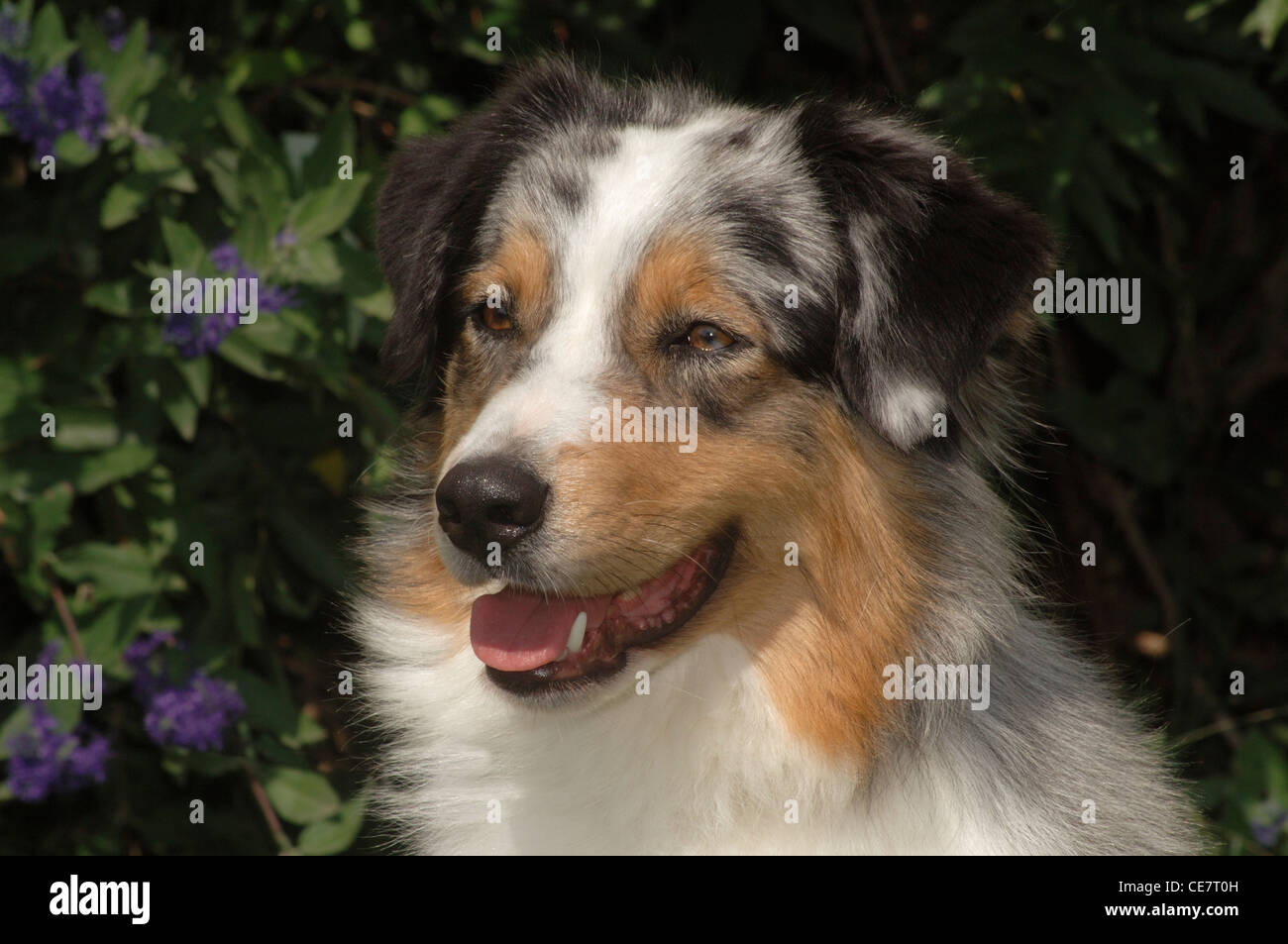 Australian shepherd-head shot Stock Photo - Alamy