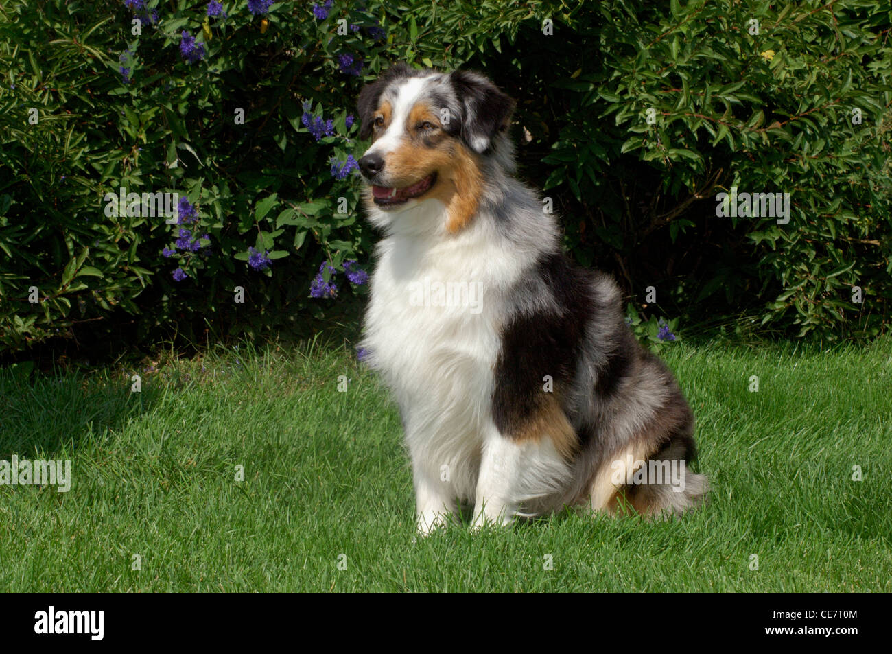 Australian shepherd sitting Stock Photo - Alamy