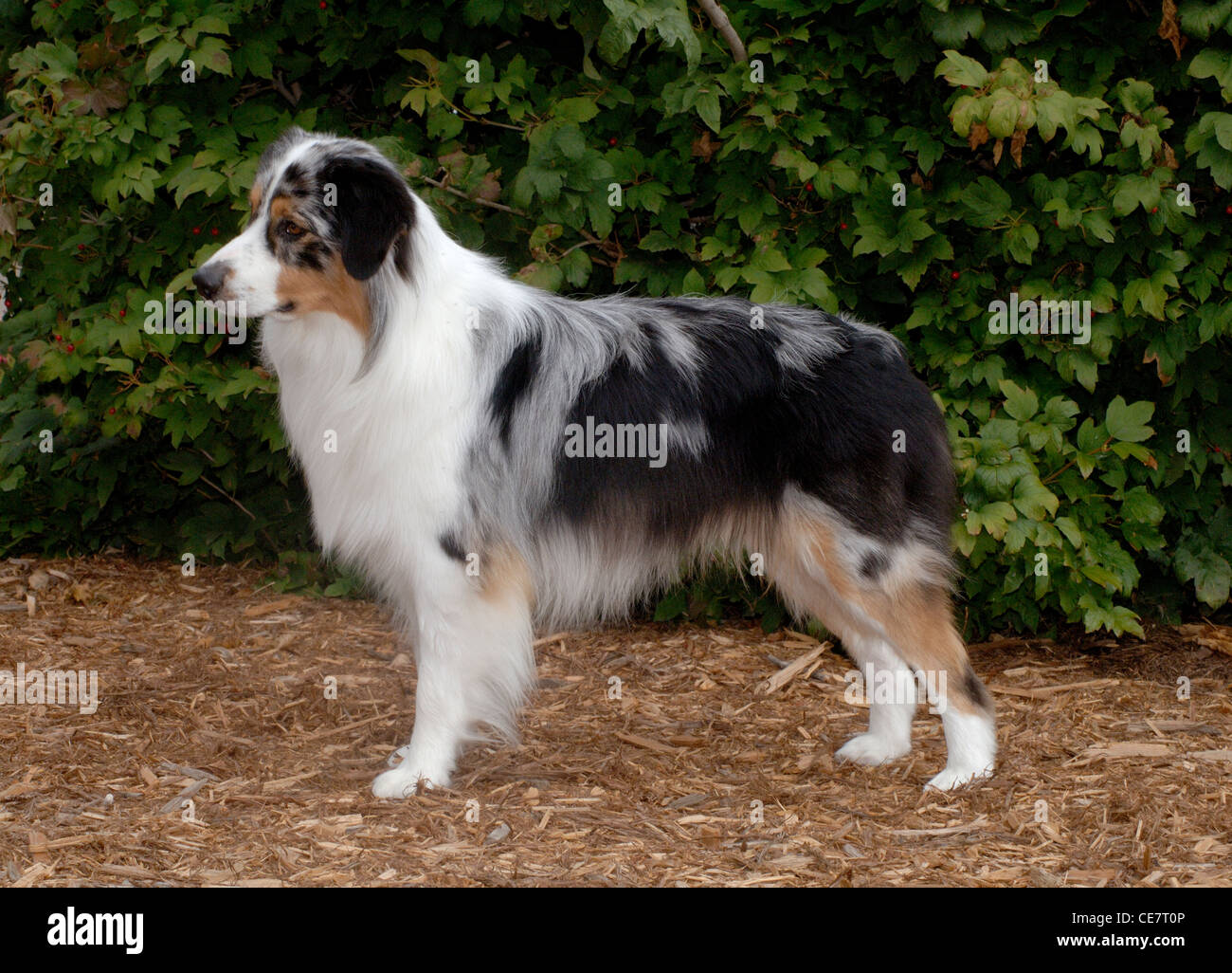 Australian shepherd standing Stock Photo - Alamy