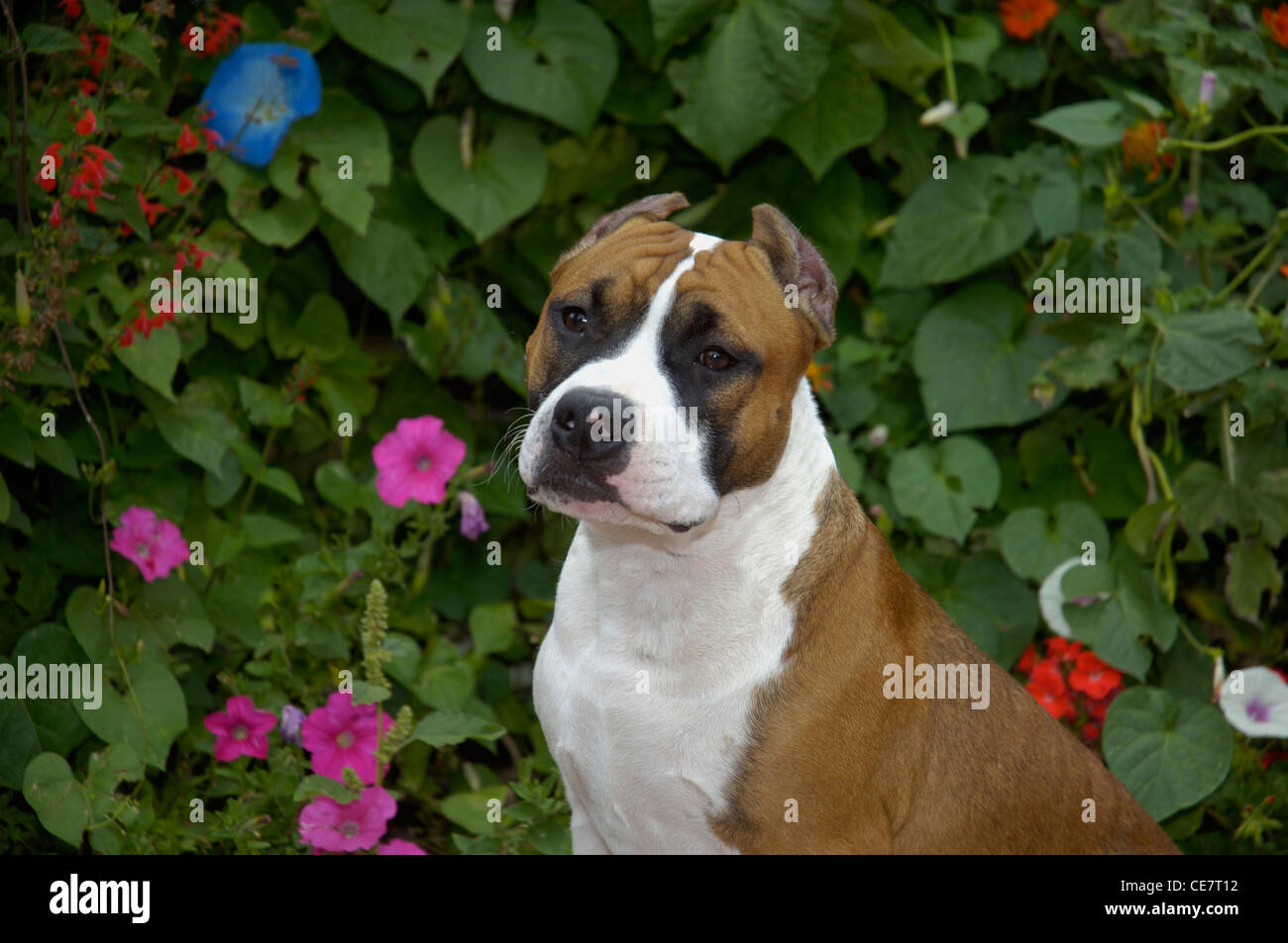 American Staffordshire Terrier-Head shot Stock Photo - Alamy
