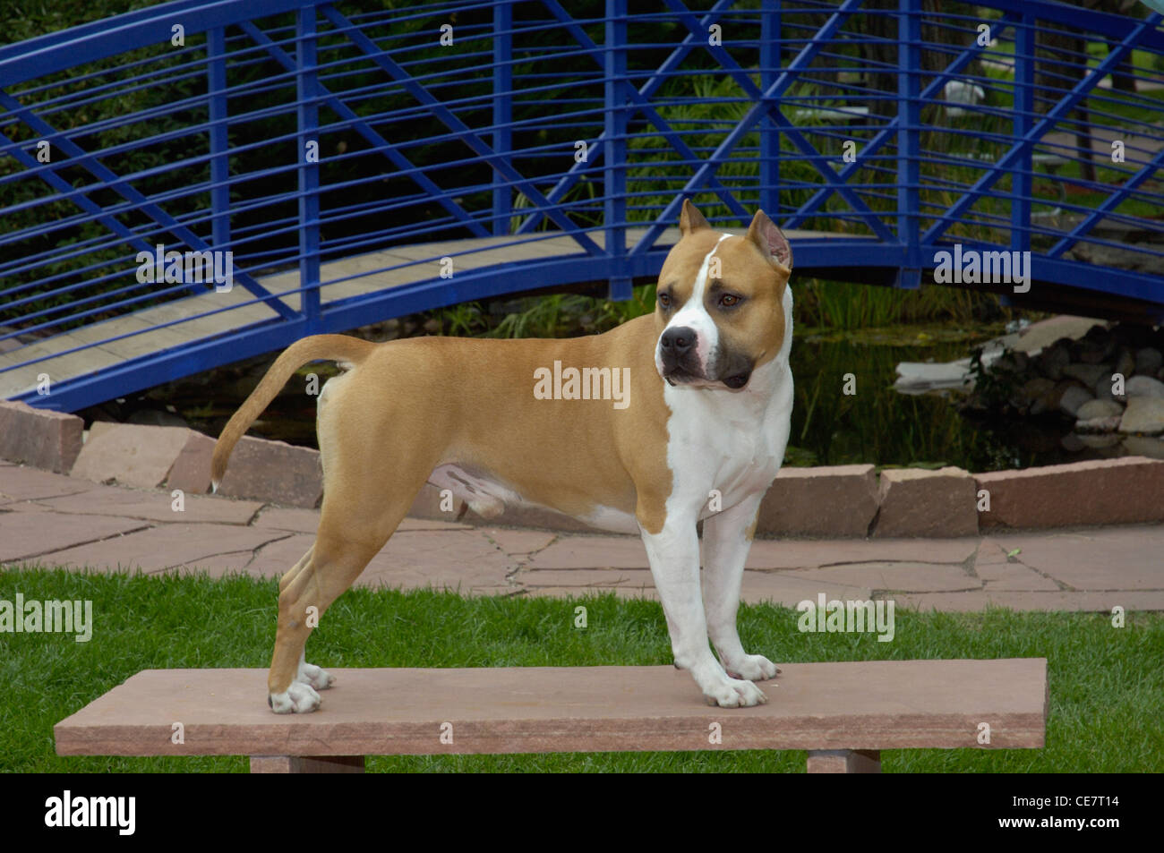 American Staffordshire Terrier standing Stock Photo - Alamy