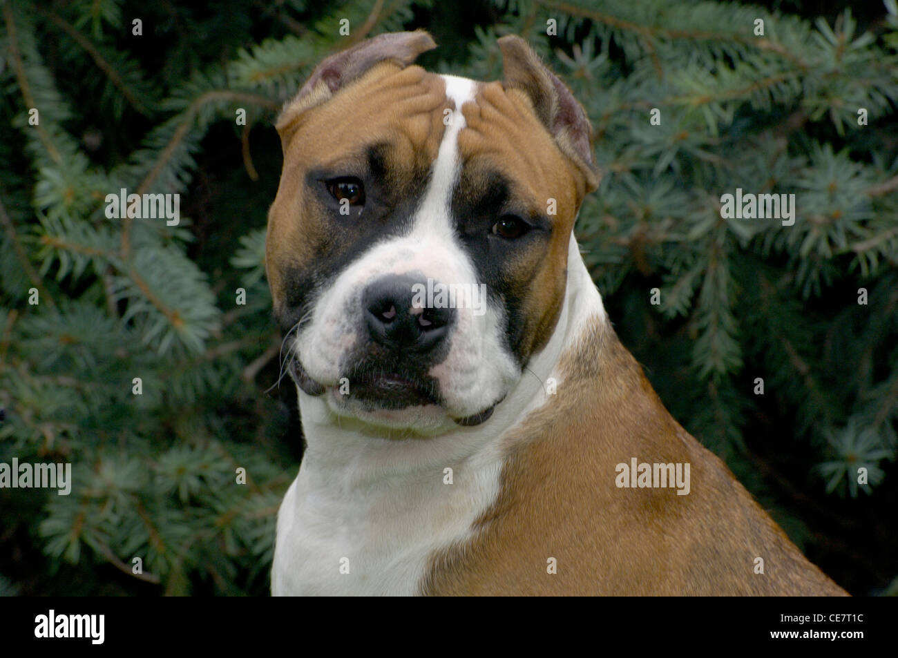 American Staffordshire Terrier-head shot Stock Photo - Alamy