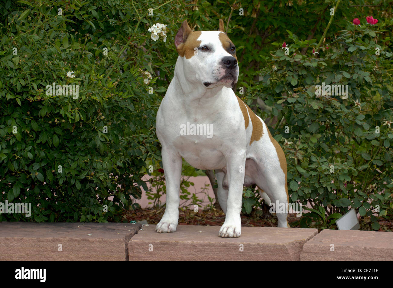 American Staffordshire Terrier standing Stock Photo - Alamy