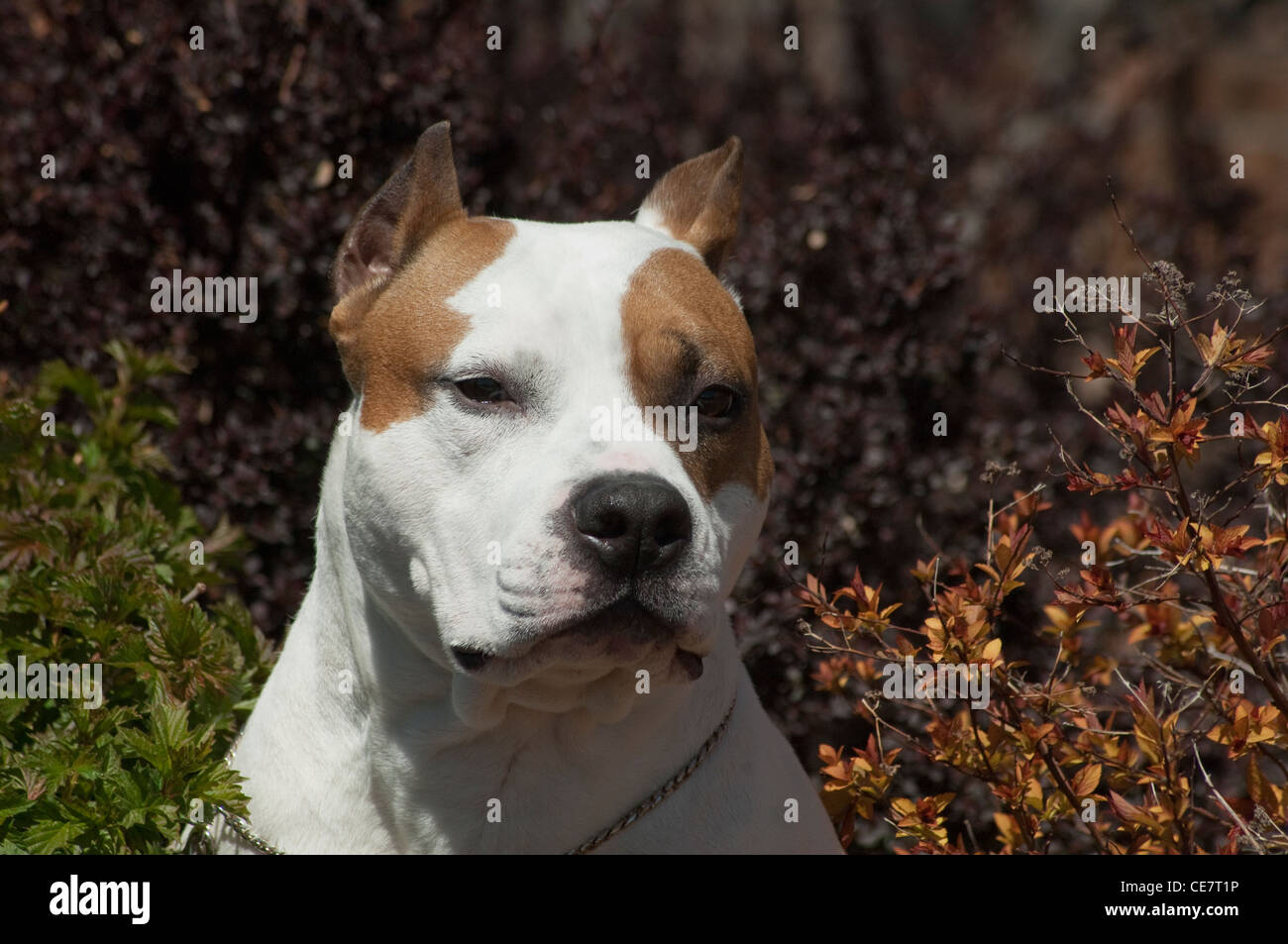 American Staffordshire Terrier-Head shot Stock Photo - Alamy
