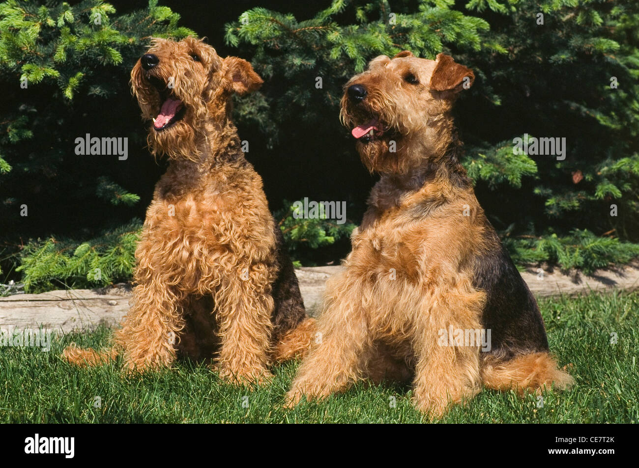 Two Airedale Terriers sitting Stock Photo - Alamy