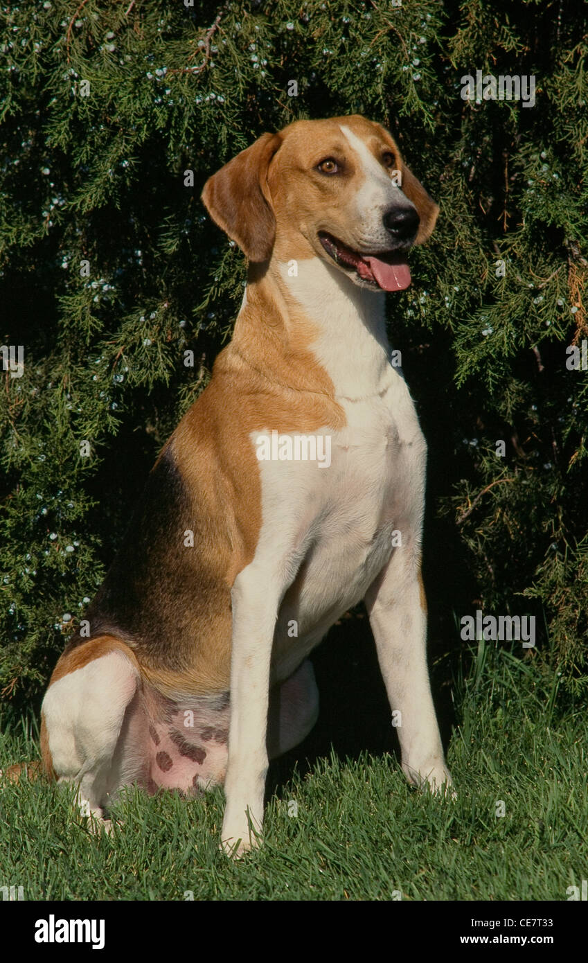 American Foxhound
