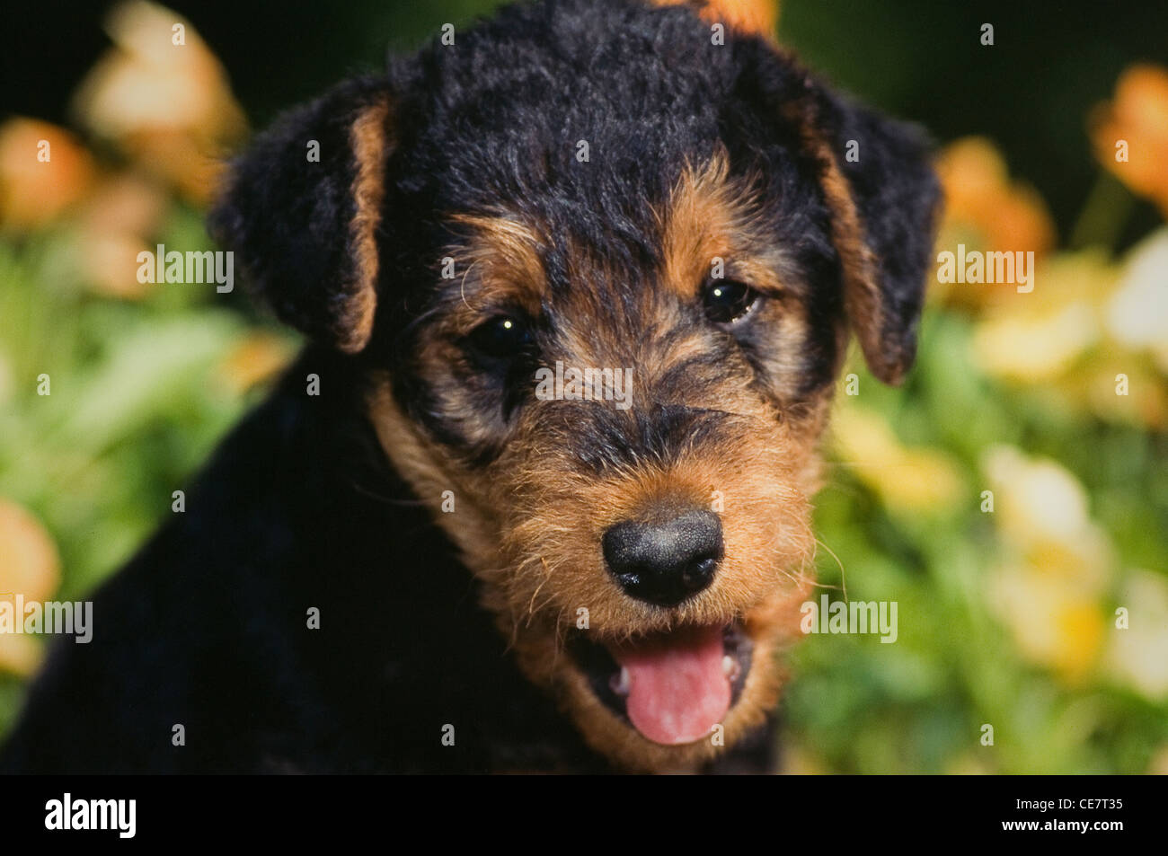 Airedale Terrier puppy-head shot Stock Photo - Alamy