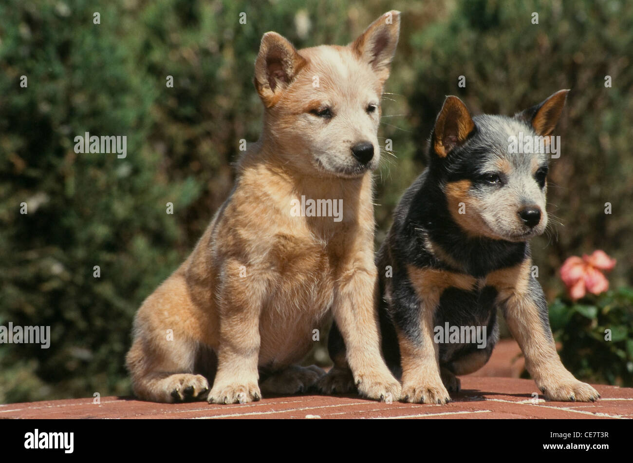 Two Australian Cattle Dog puppies sitting with flowers behind Stock ...