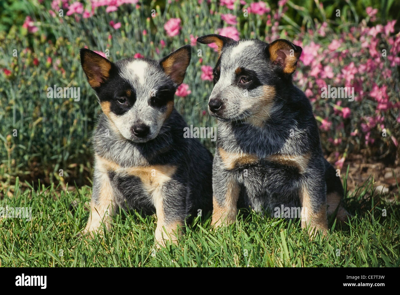 Cute Australian Cattle Dog Puppy