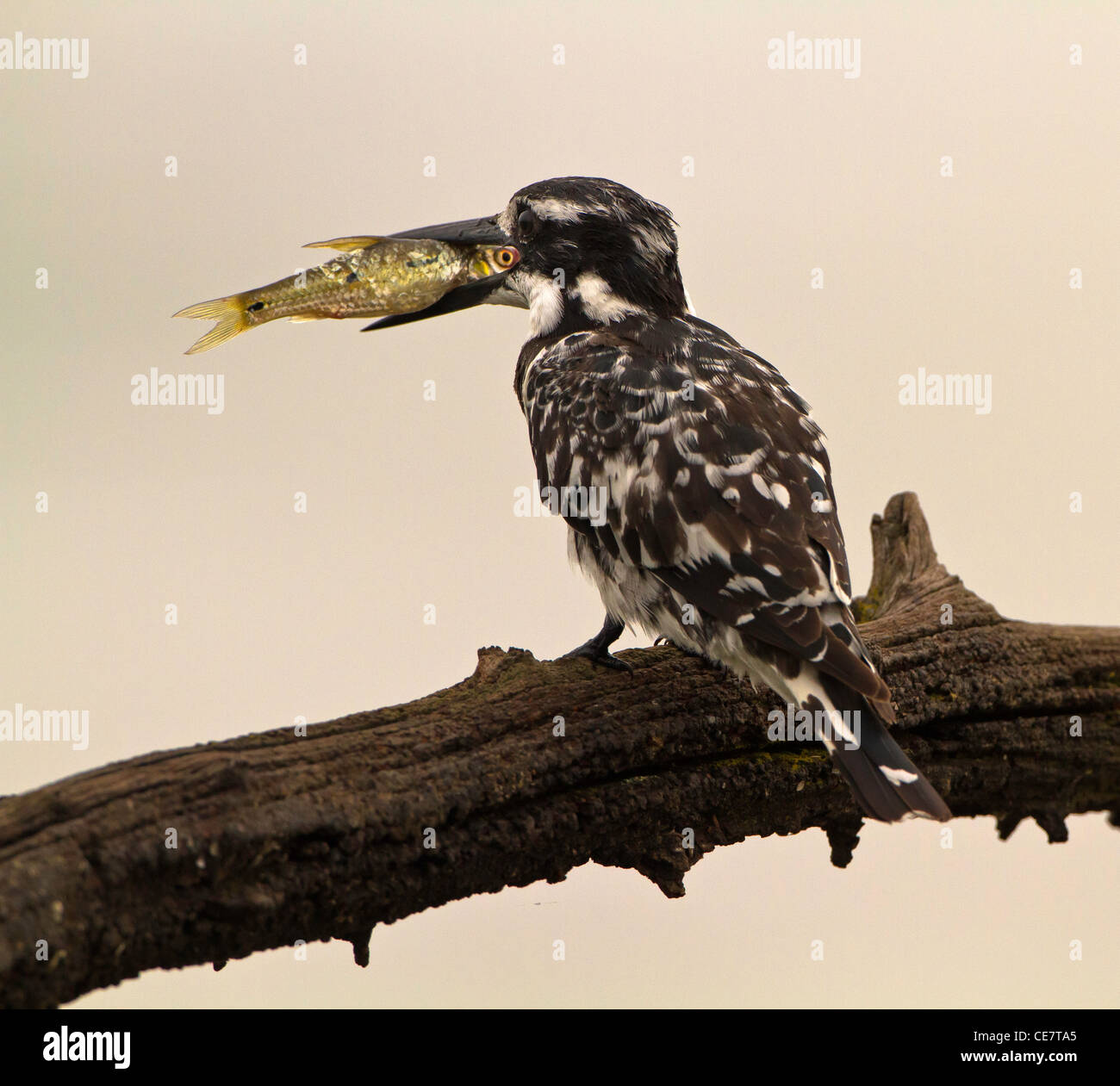 kingfisher eating fish Stock Photo - Alamy