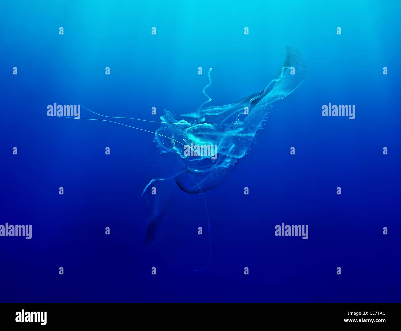 Alien in the Sea Stock Photo - Alamy