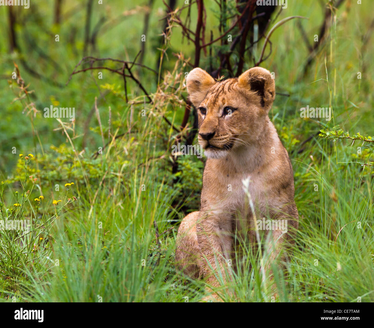 Lion cup hi-res stock photography and images - Alamy