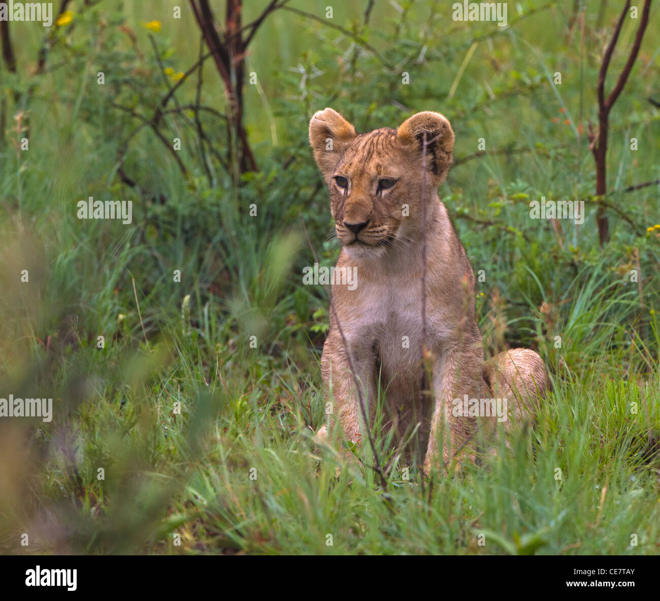 Lion cup hi-res stock photography and images - Alamy