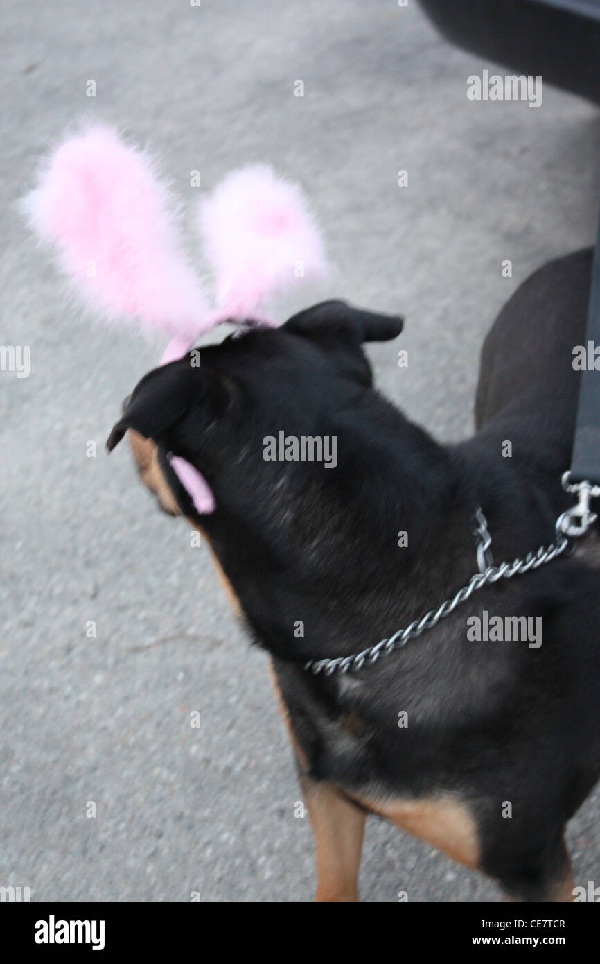 A rottweiler mix dog ready for Easter with his pink bunny ears Stock ...