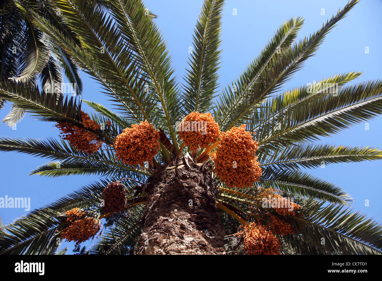 Phoenix dactylifera hi-res stock photography and images - Alamy