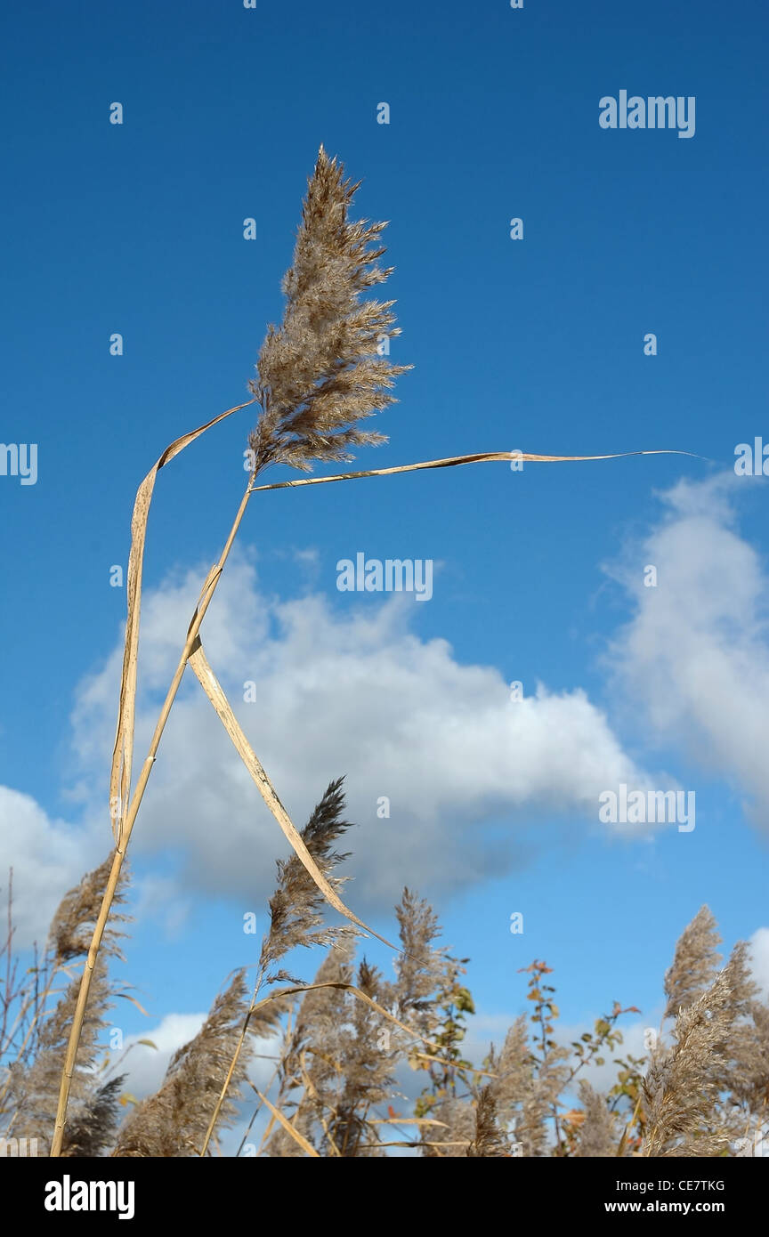 bulrush in wind and clouds in sky Stock Photo - Alamy