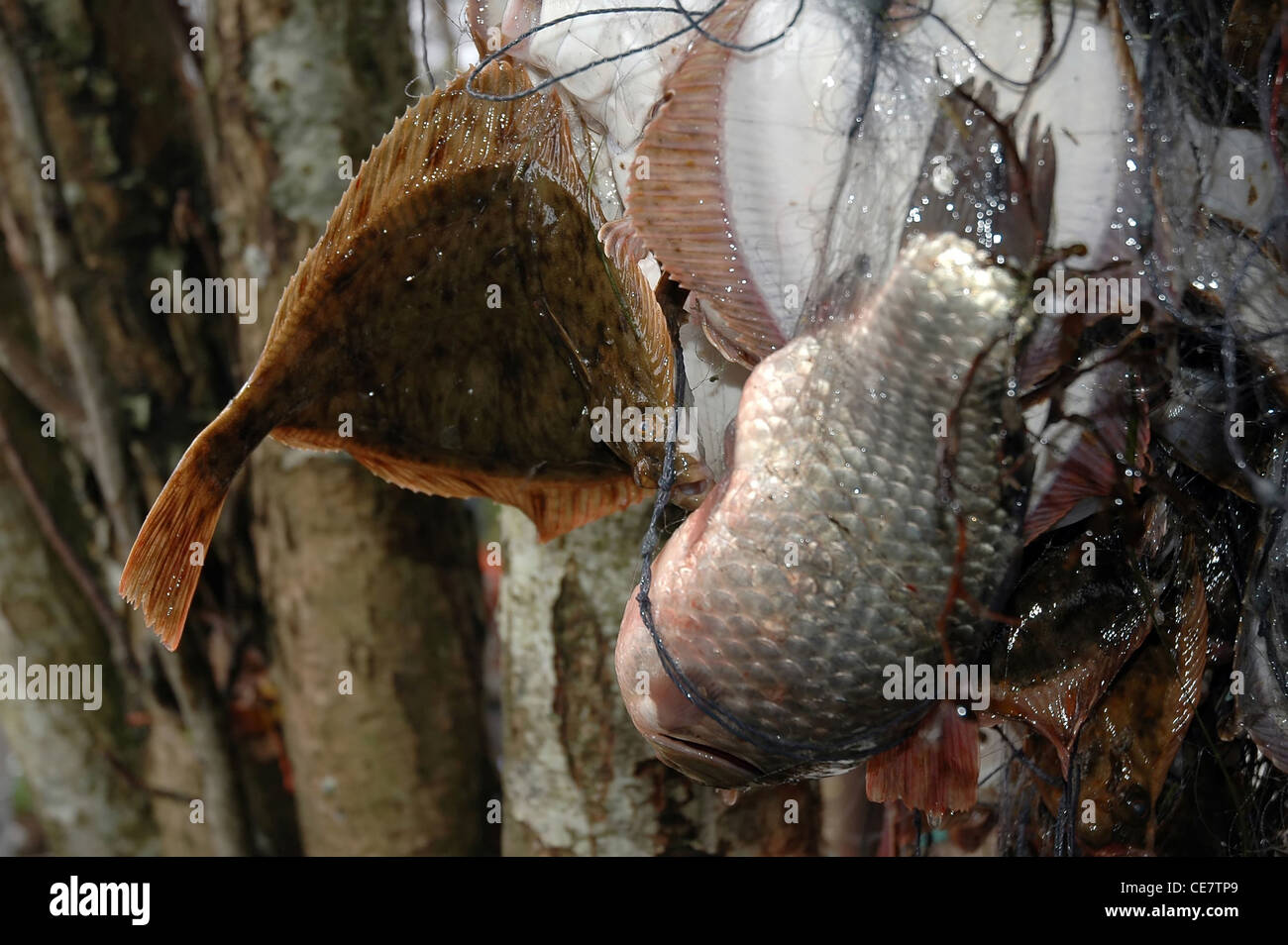 Fresh caught flounder (Platichthys flesus) in fishnet Stock Photo - Alamy