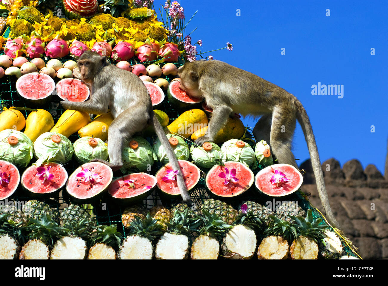 Monkeys are helping themselves to a variety of fruit Stock Photo - Alamy