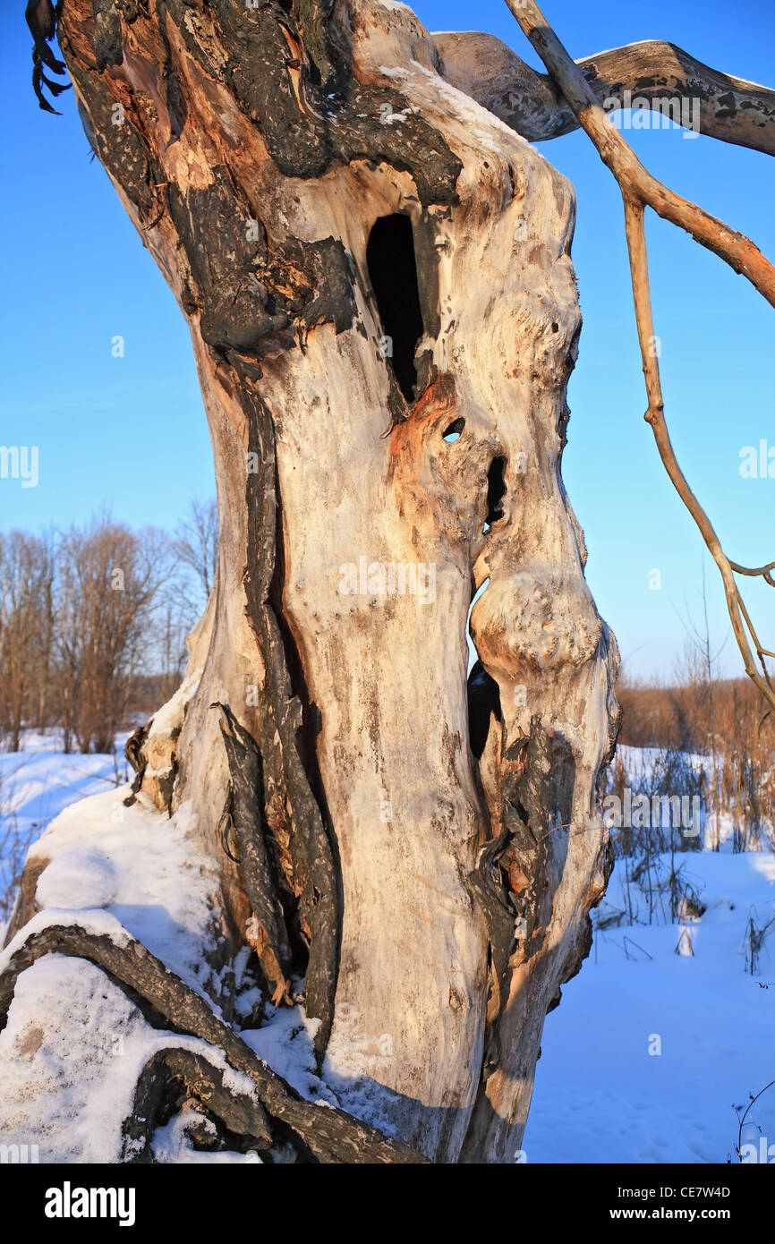 old dry tree in wood Stock Photo - Alamy