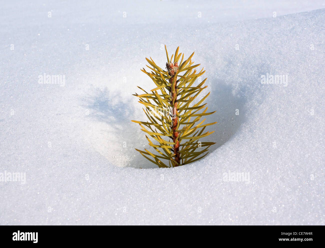 small pine in deep snow Stock Photo - Alamy