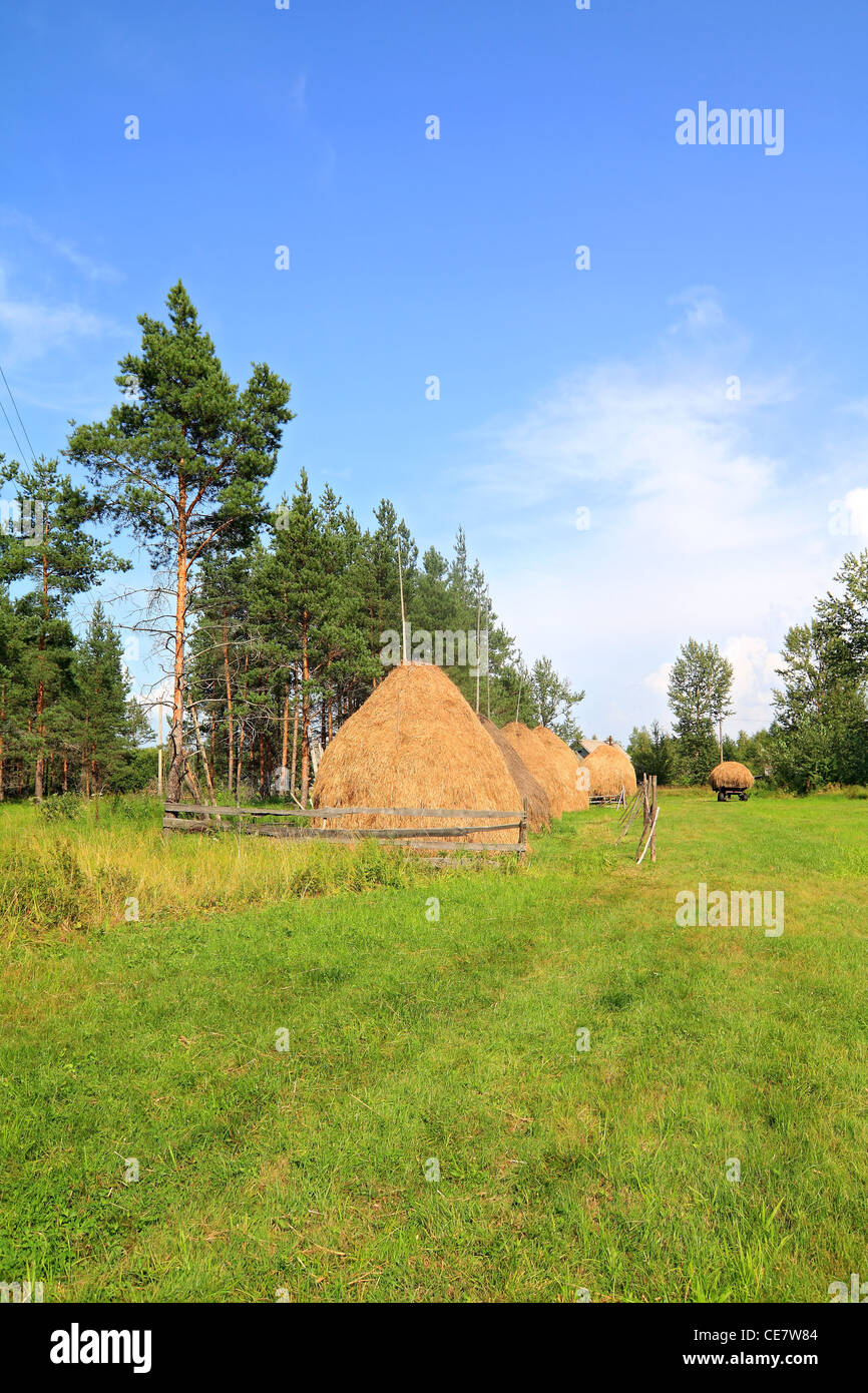 stack hay near pine wood Stock Photo - Alamy