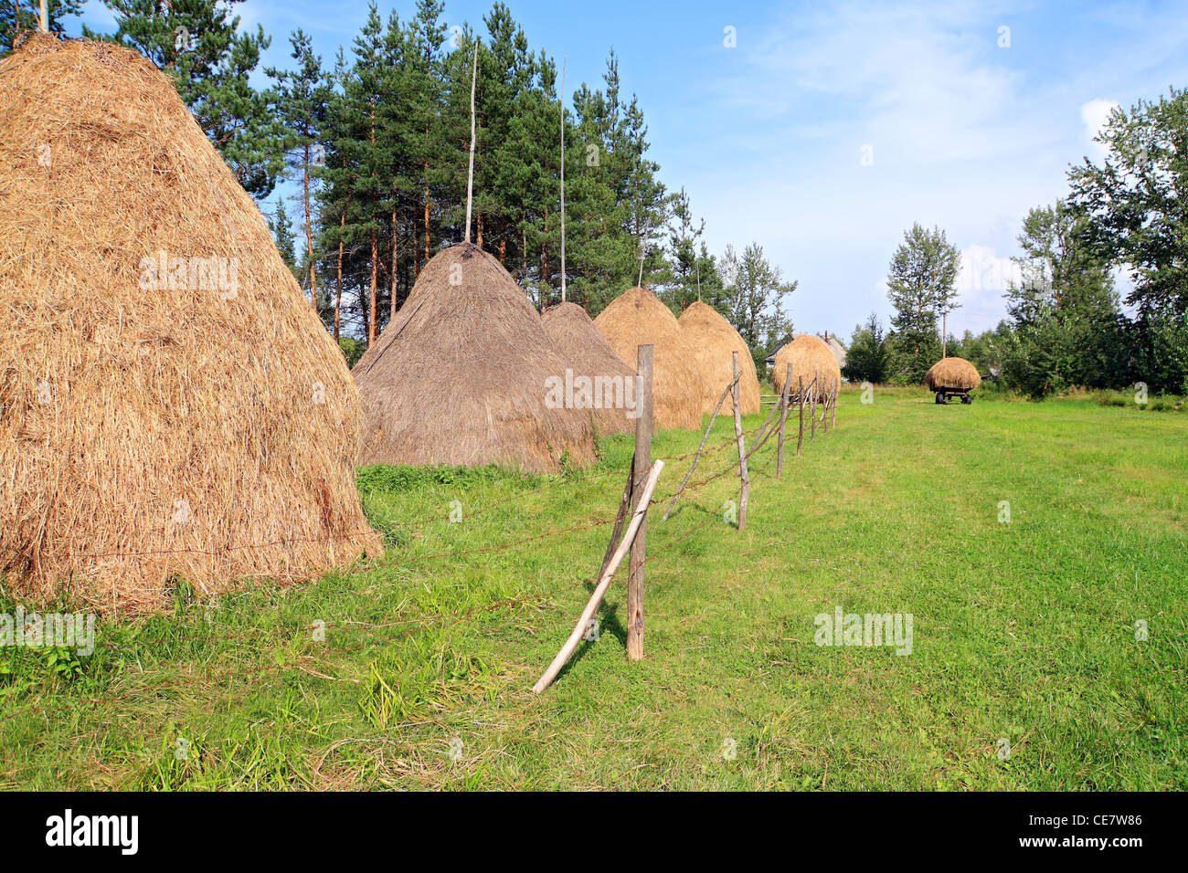 stack hay on green field Stock Photo - Alamy