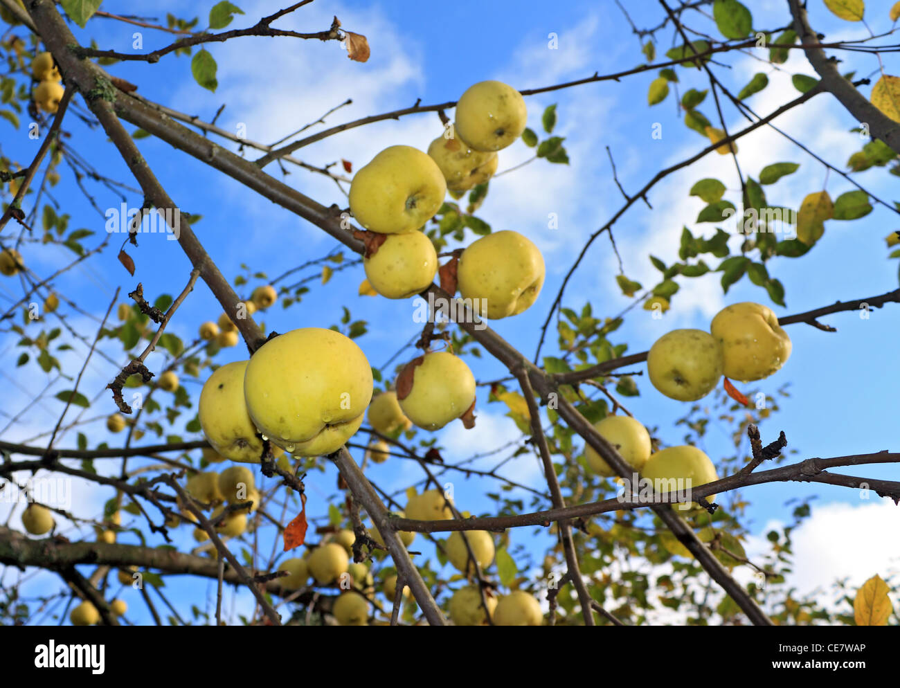 apple on branch of the aple trees Stock Photo - Alamy