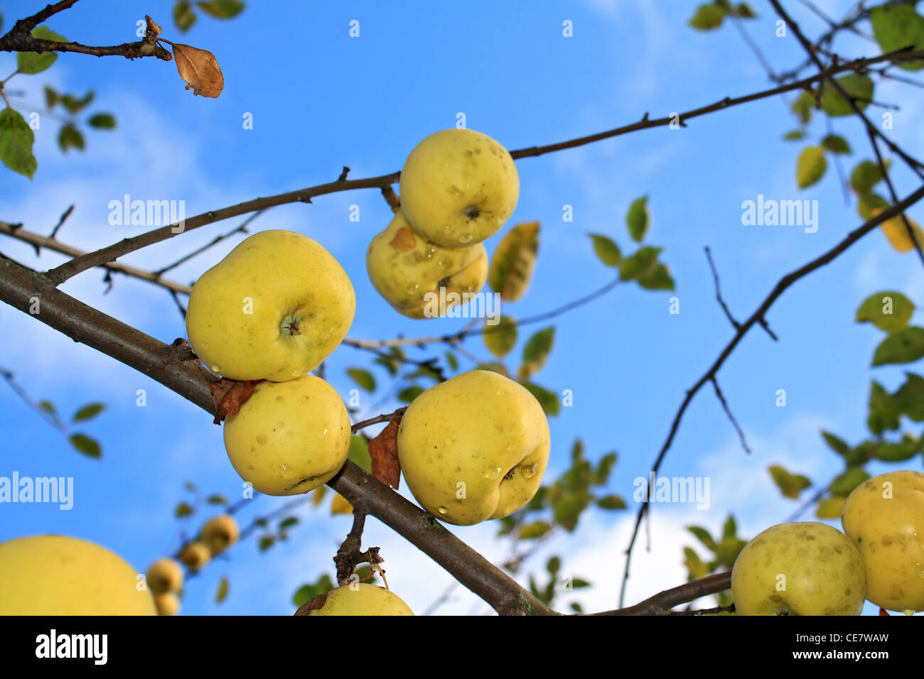 apple on branch of the aple trees Stock Photo - Alamy