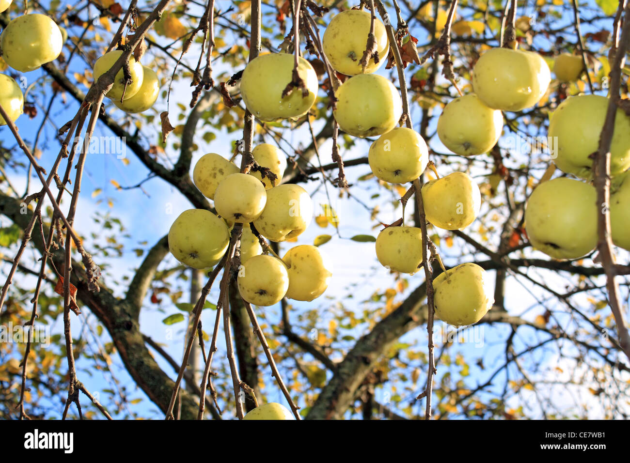 Ripe green apple on trees hi-res stock photography and images - Alamy
